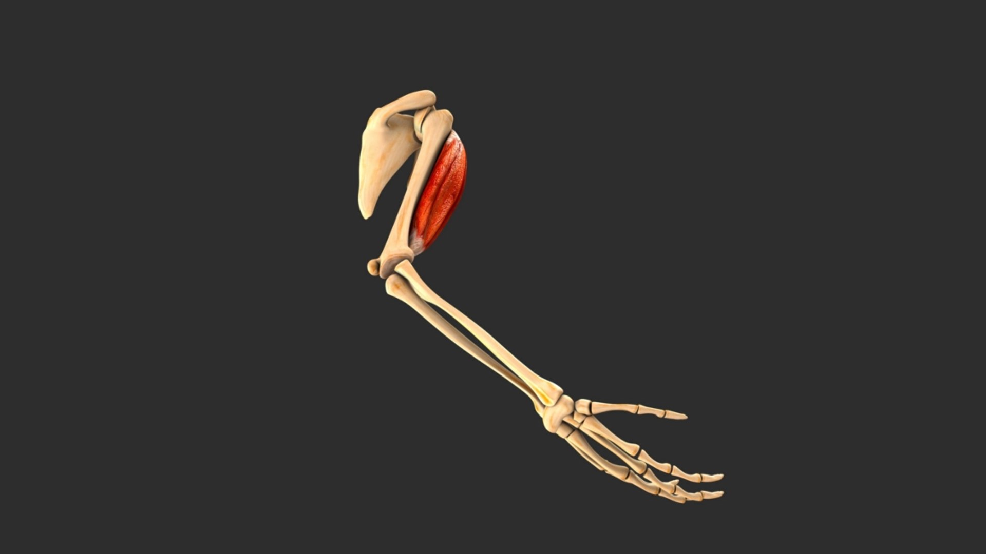 Functional muscle fiber 3D - TurboSquid 1261019