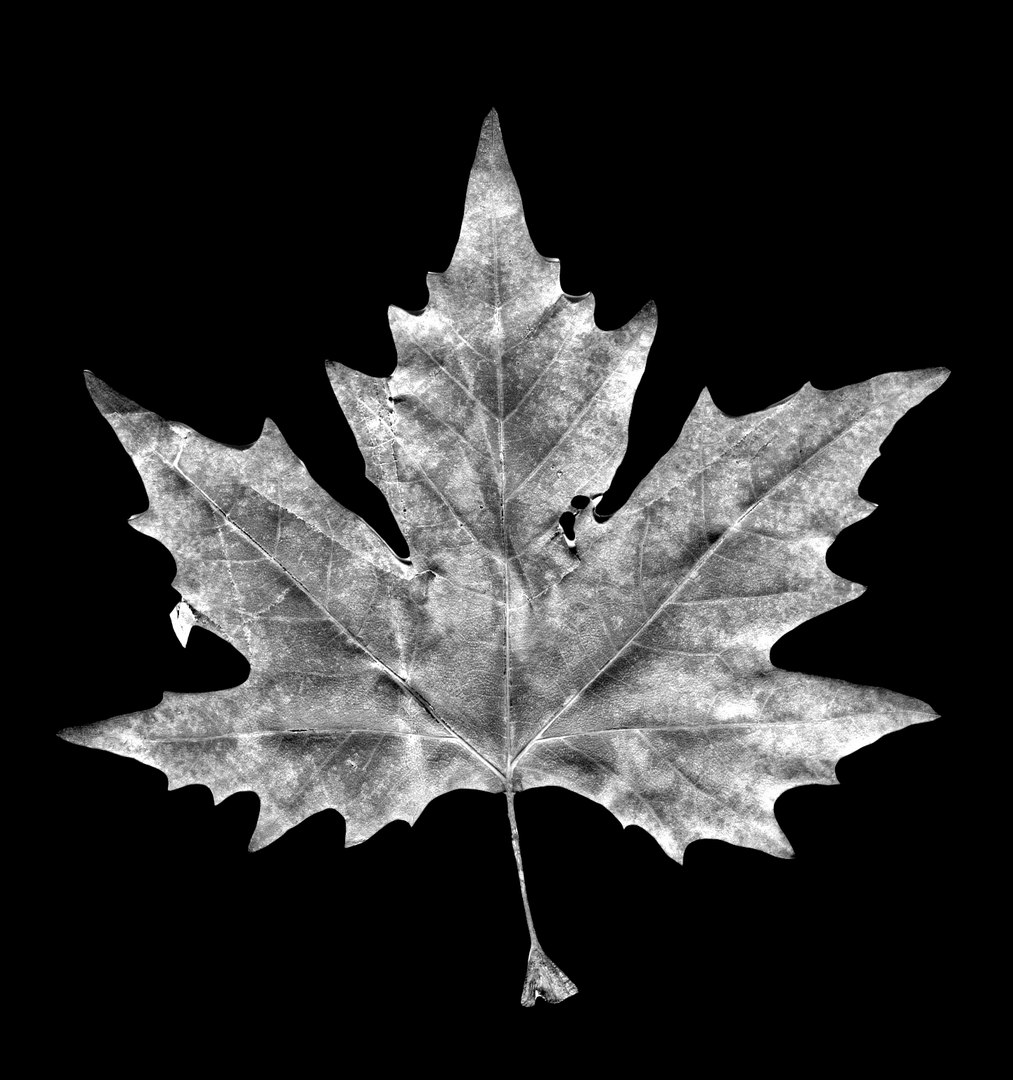Photorealistic Leaves - Volume 2 3d 3ds