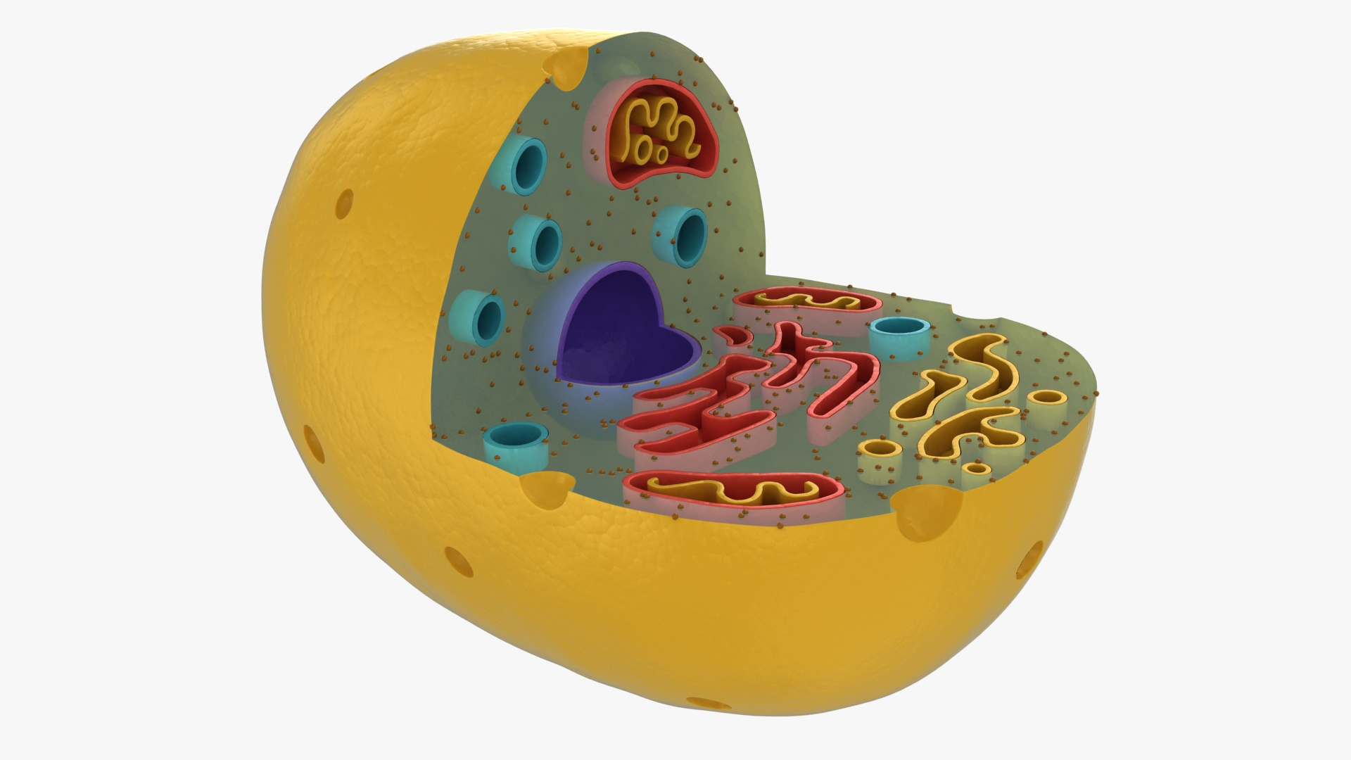 3D Model Animal Cell - TurboSquid 1574424