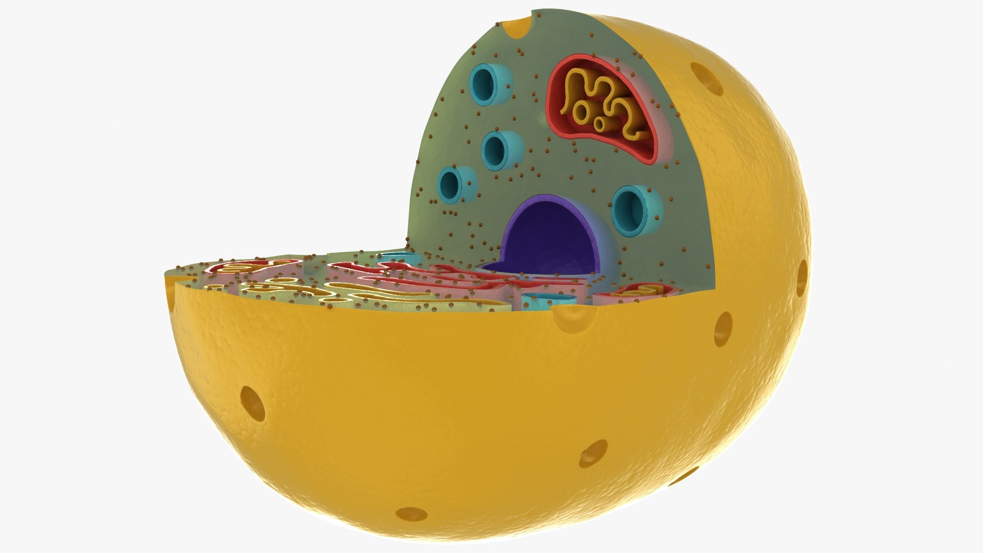 3D Model Animal Cell - TurboSquid 1574424