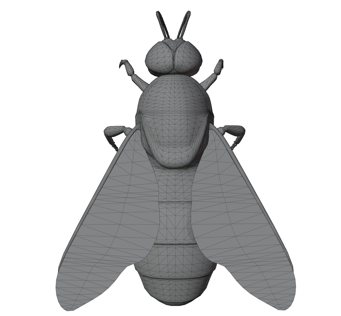 3D Bee Really Model - TurboSquid 2083172