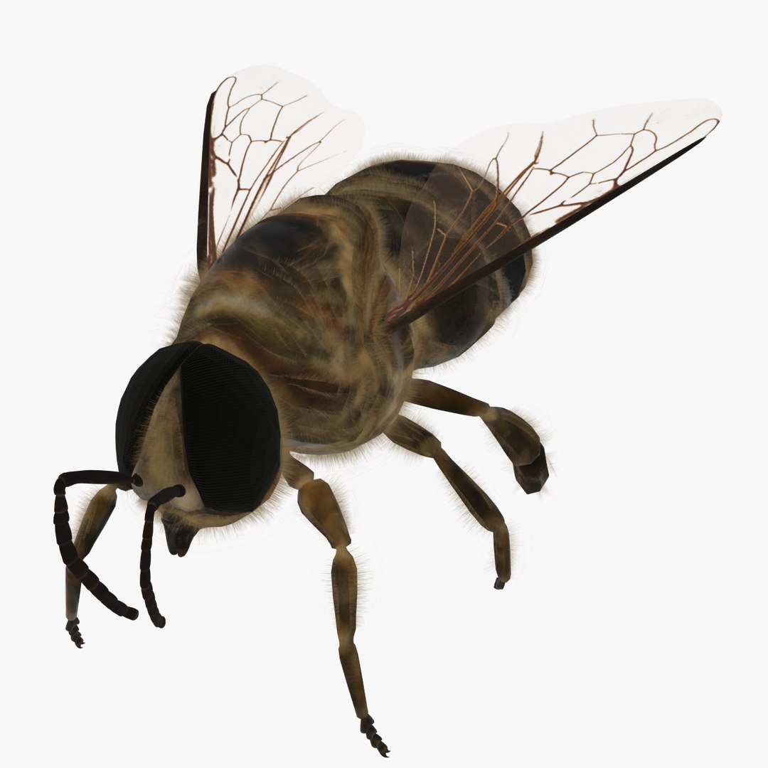 3D Bee really model - TurboSquid 2083172