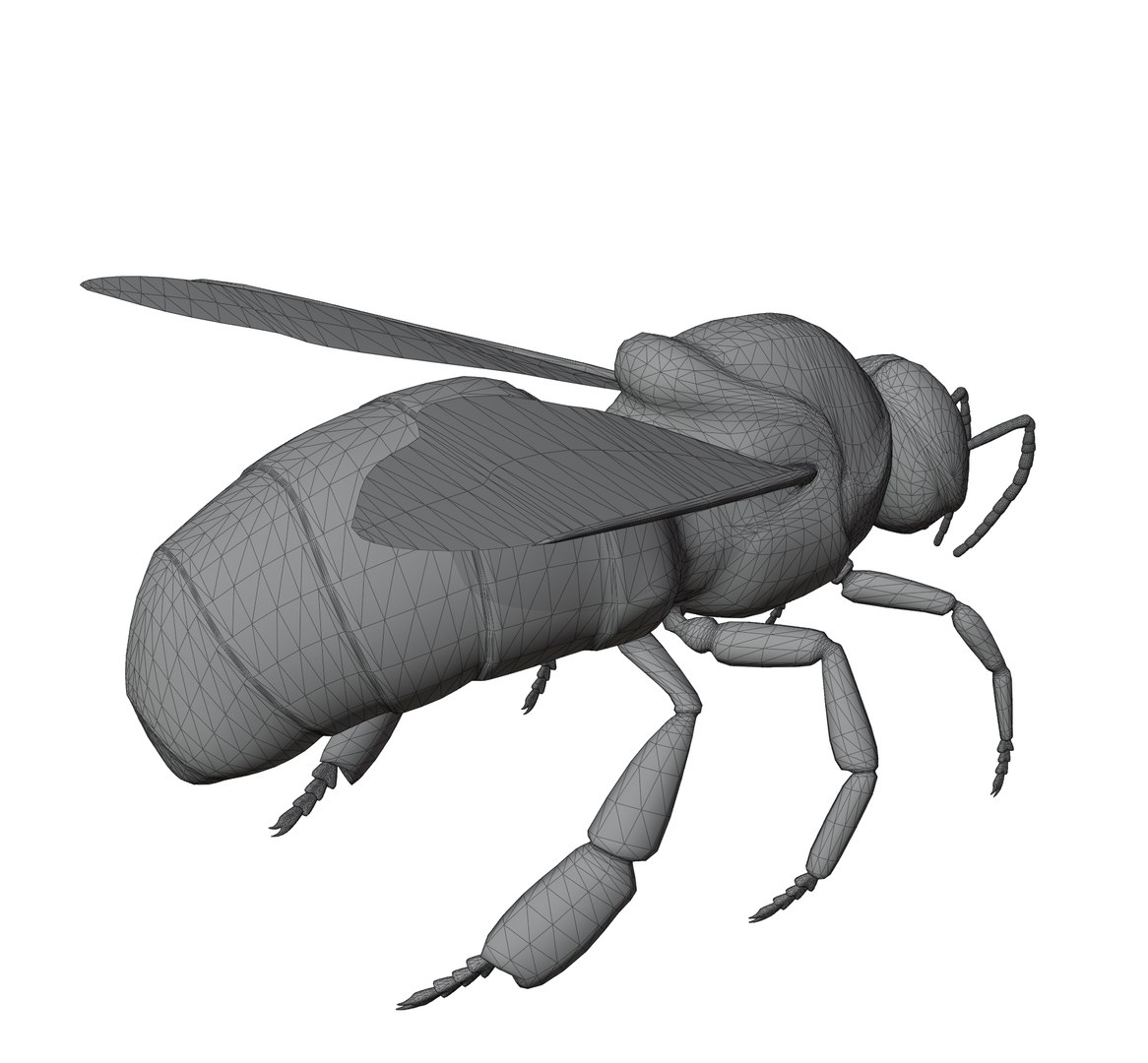 3D Bee Really Model - TurboSquid 2083172
