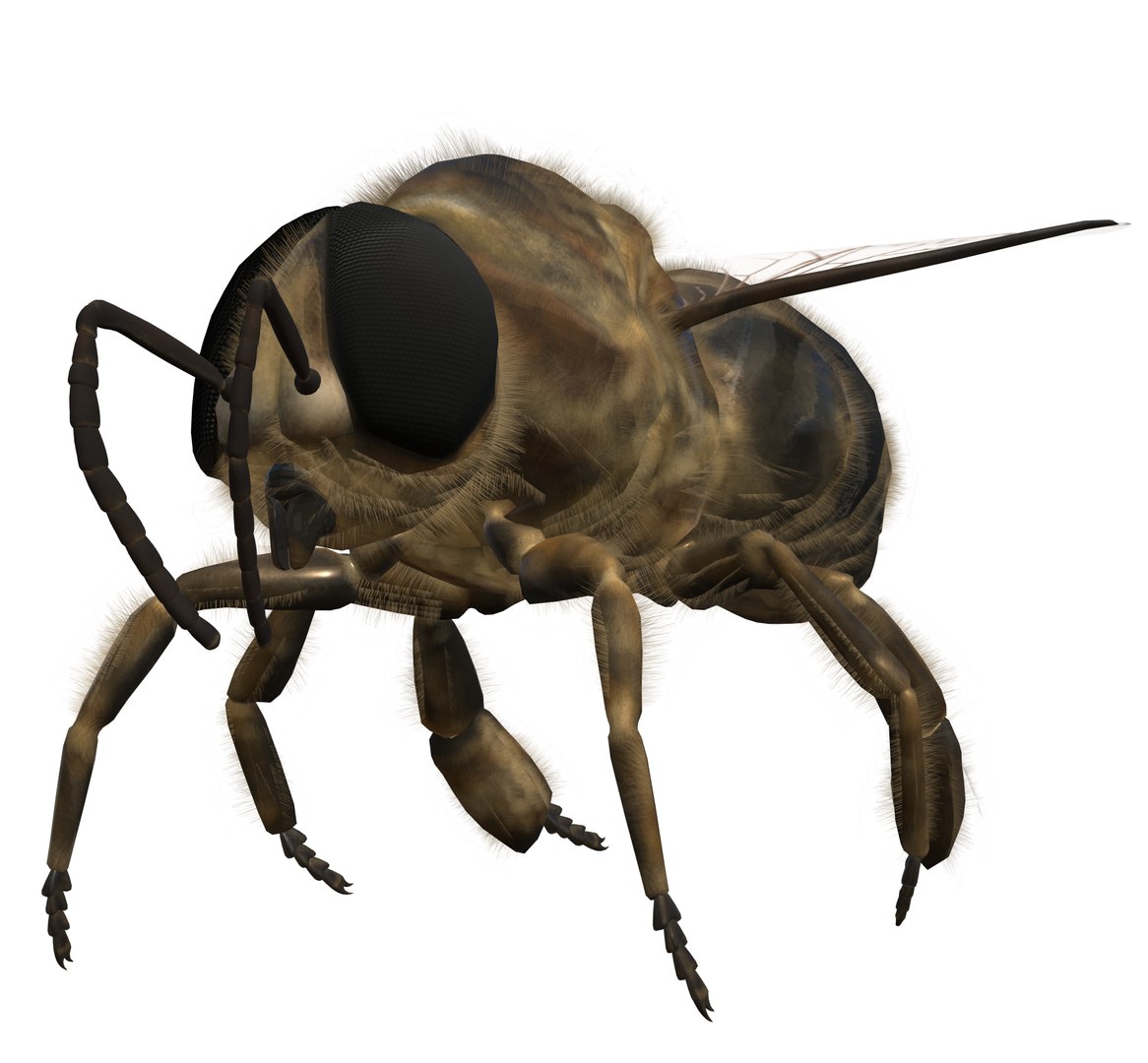 3D Bee Really Model - TurboSquid 2083172