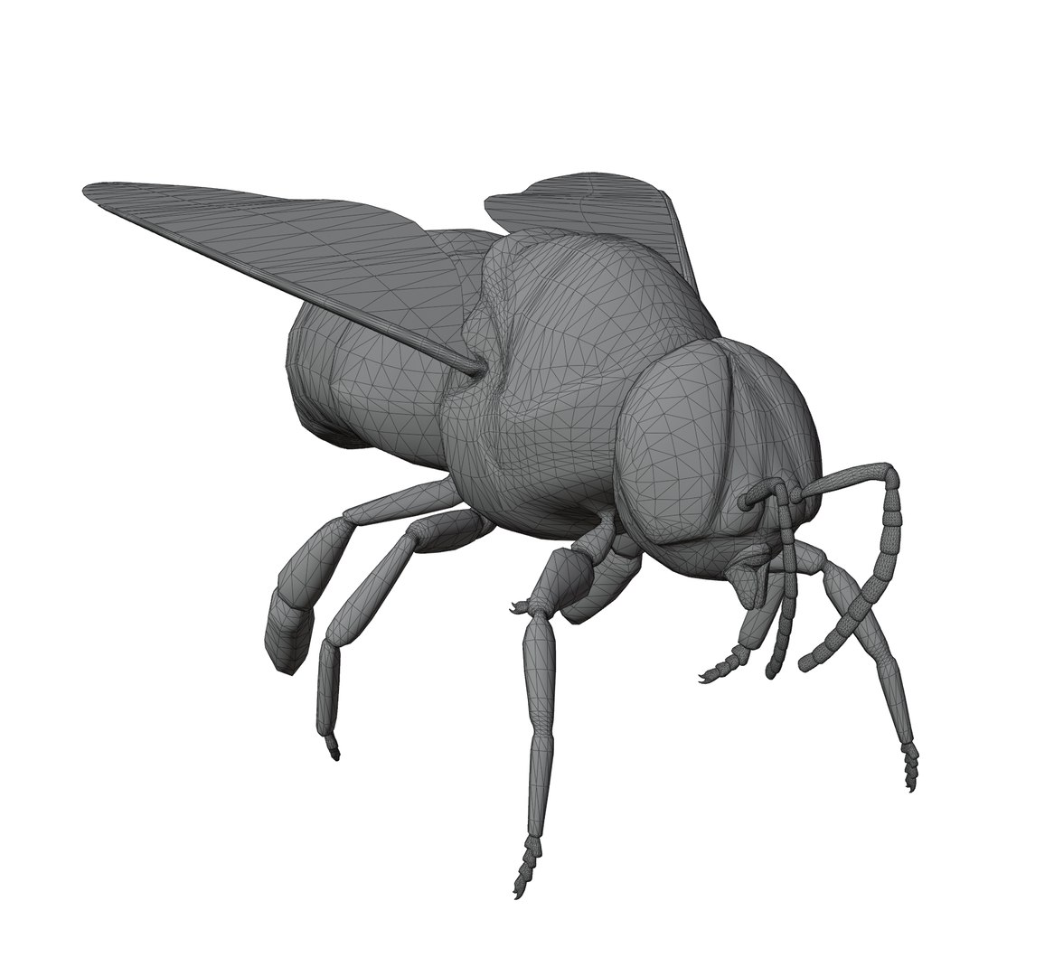 3D Bee Really Model - TurboSquid 2083172