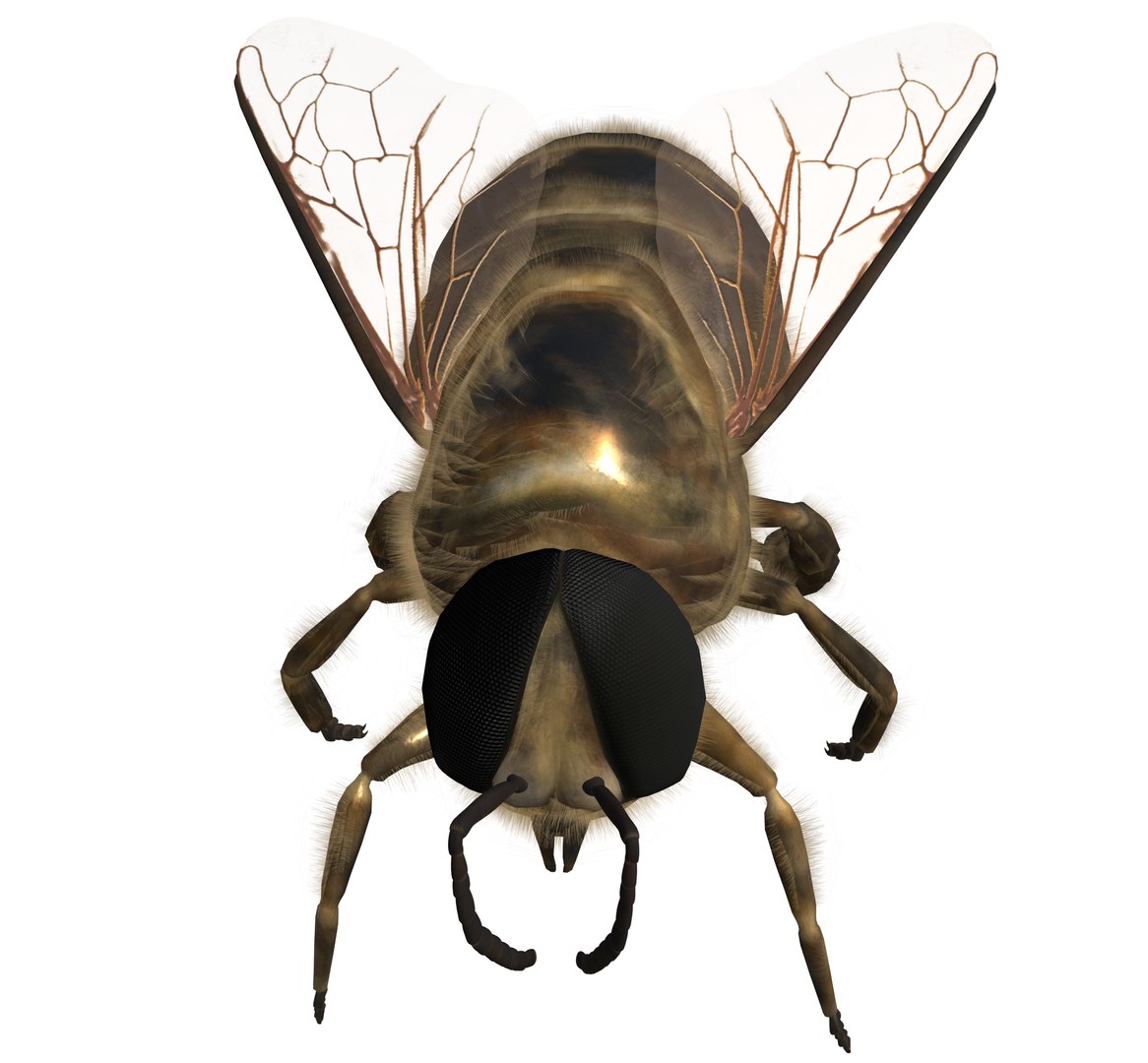 3D Bee Really Model - TurboSquid 2083172
