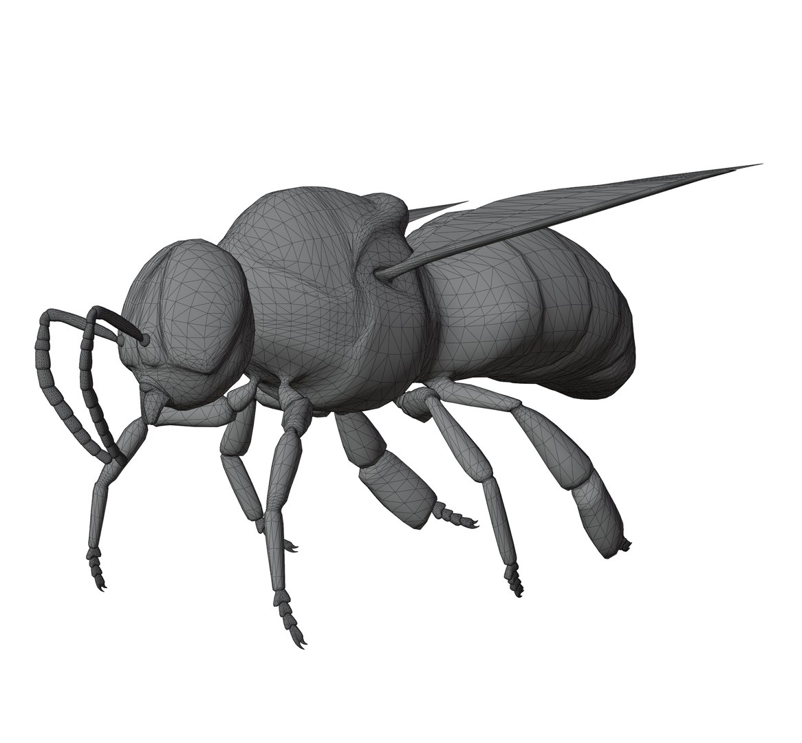 3D Bee Really Model - TurboSquid 2083172