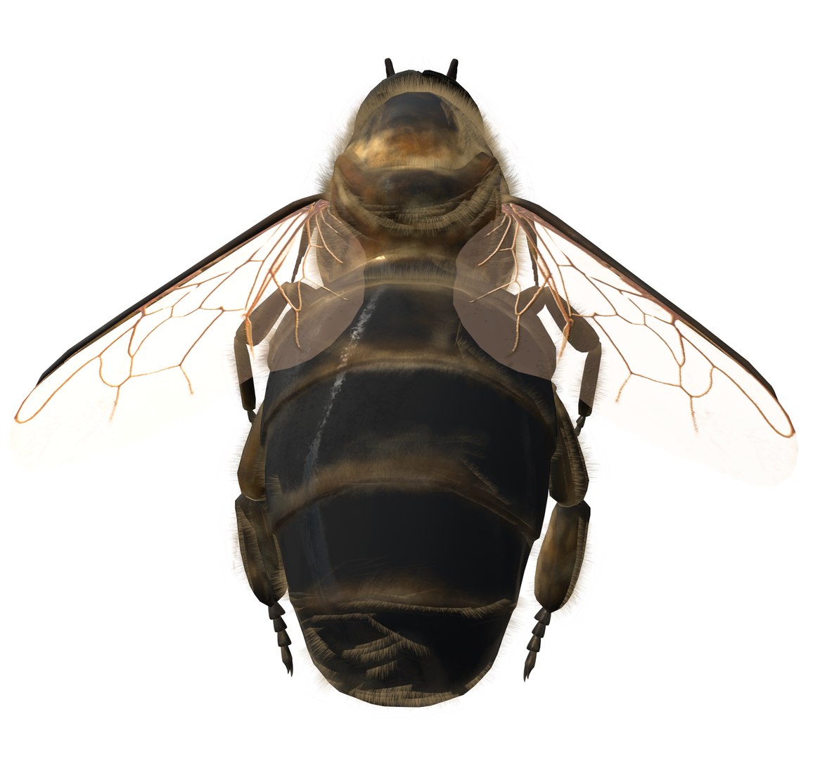 3D Bee really model - TurboSquid 2083172