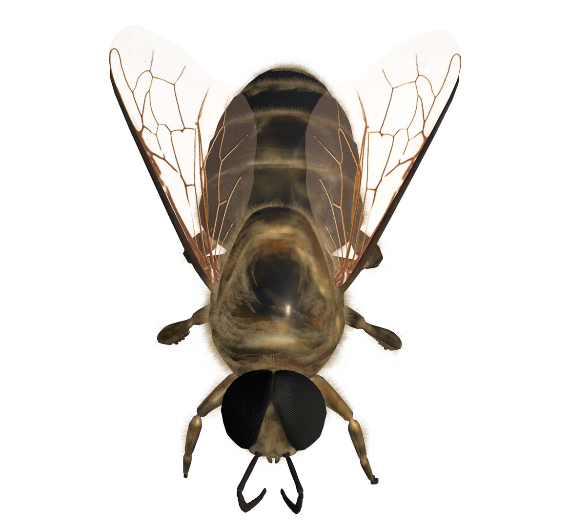 3D Bee really model - TurboSquid 2083172