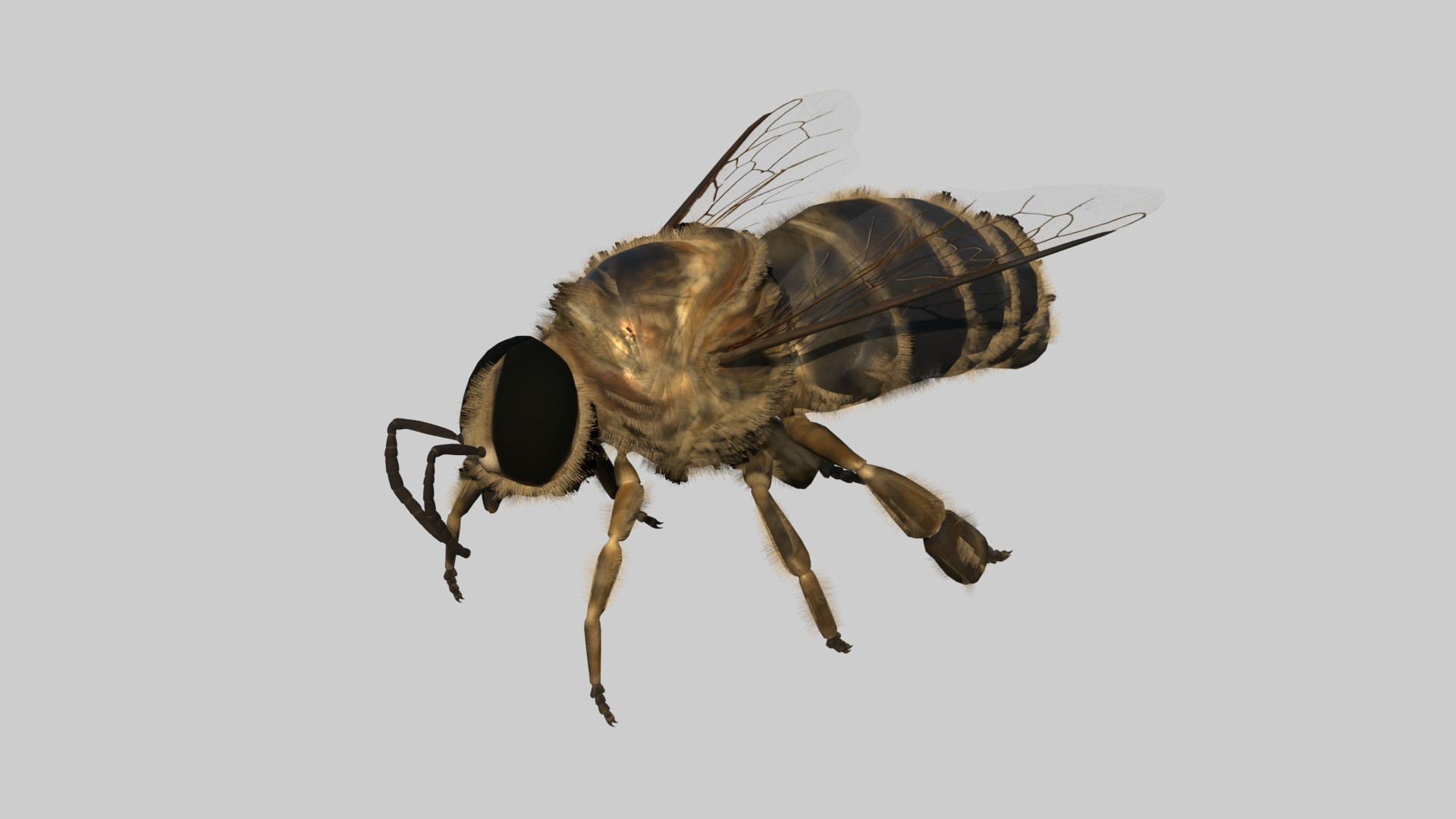 3D Bee really model - TurboSquid 2083172