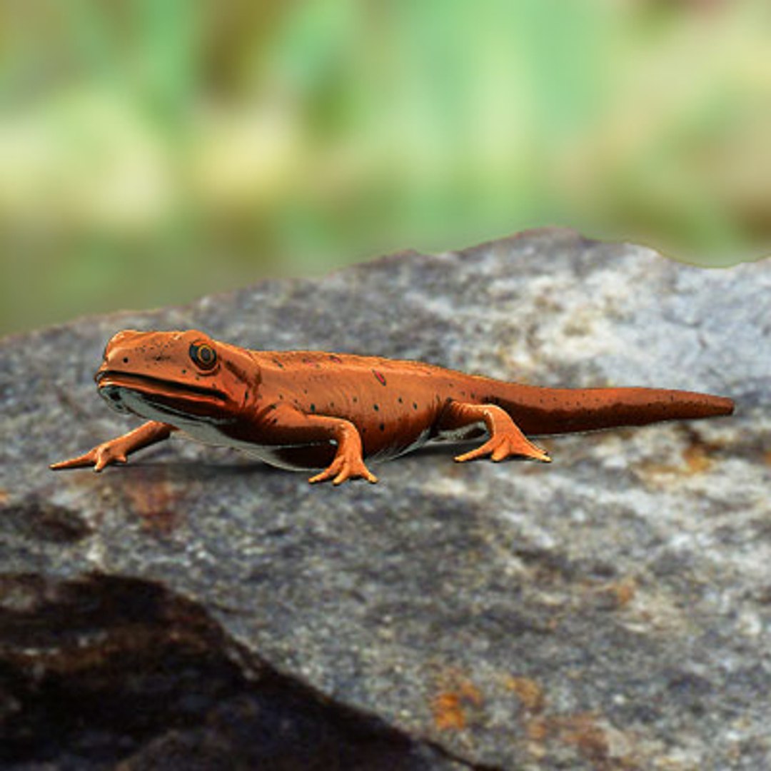 Red-spotted Newt Lizards 3d Model