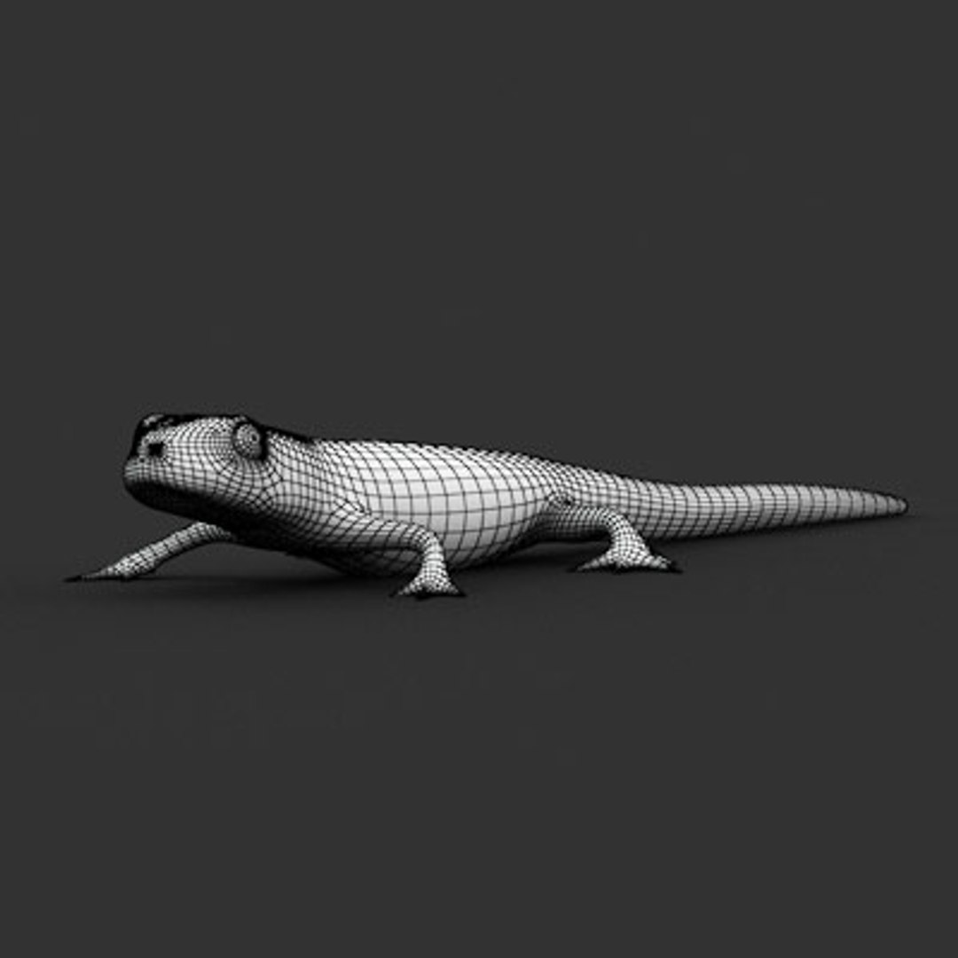 Red-spotted Newt Lizards 3d Model