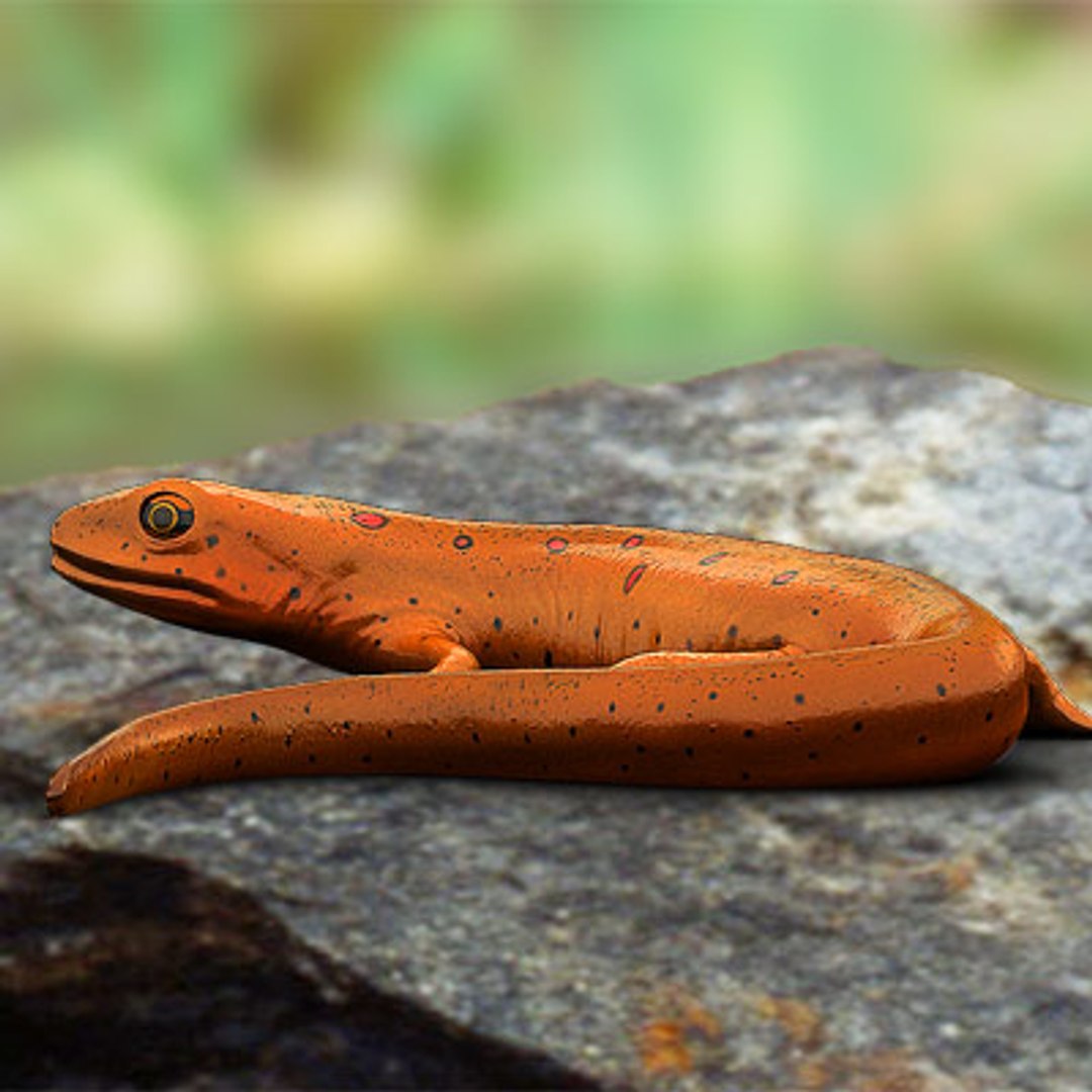 Red-spotted Newt Lizards 3d Model