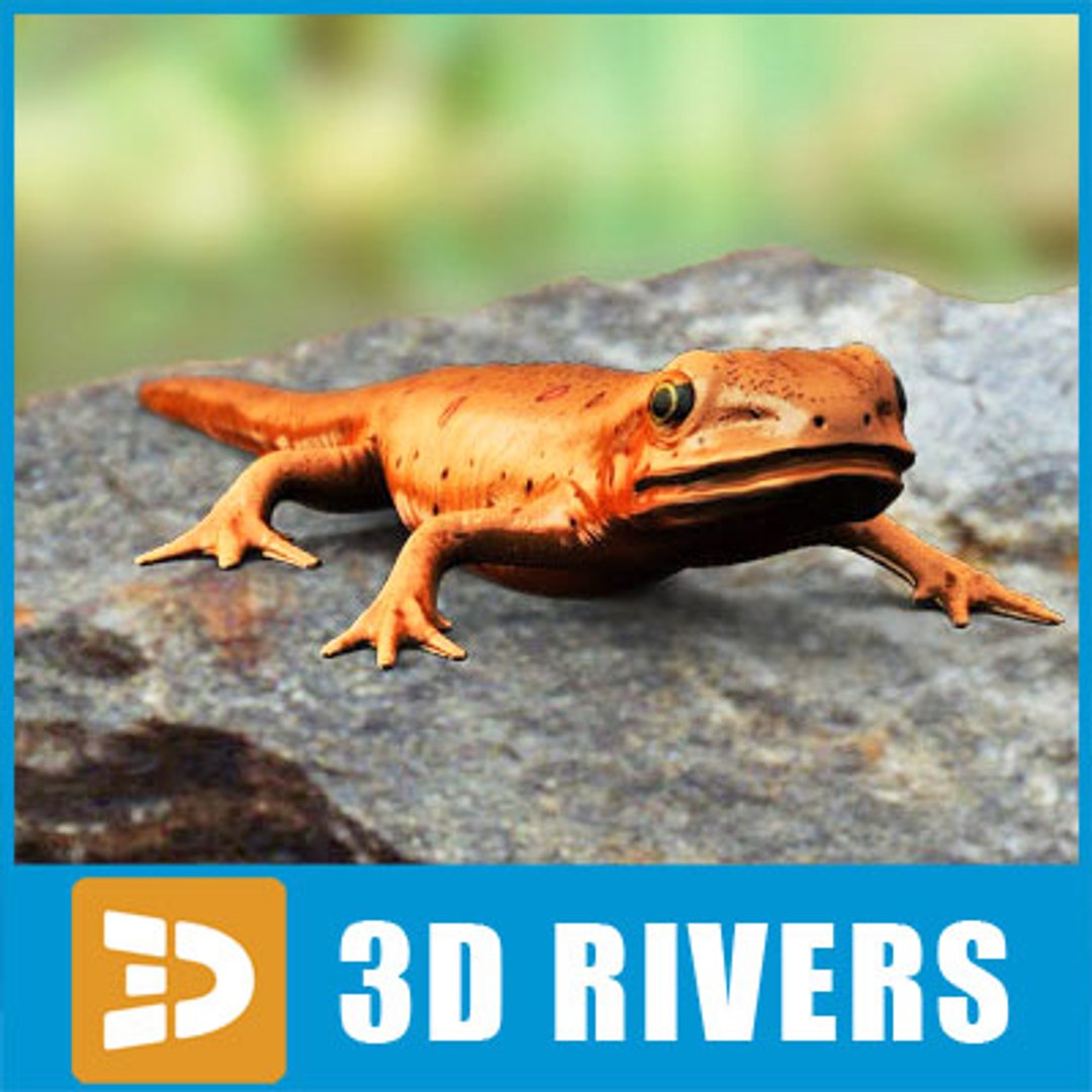 Red-spotted Newt Lizards 3d Model