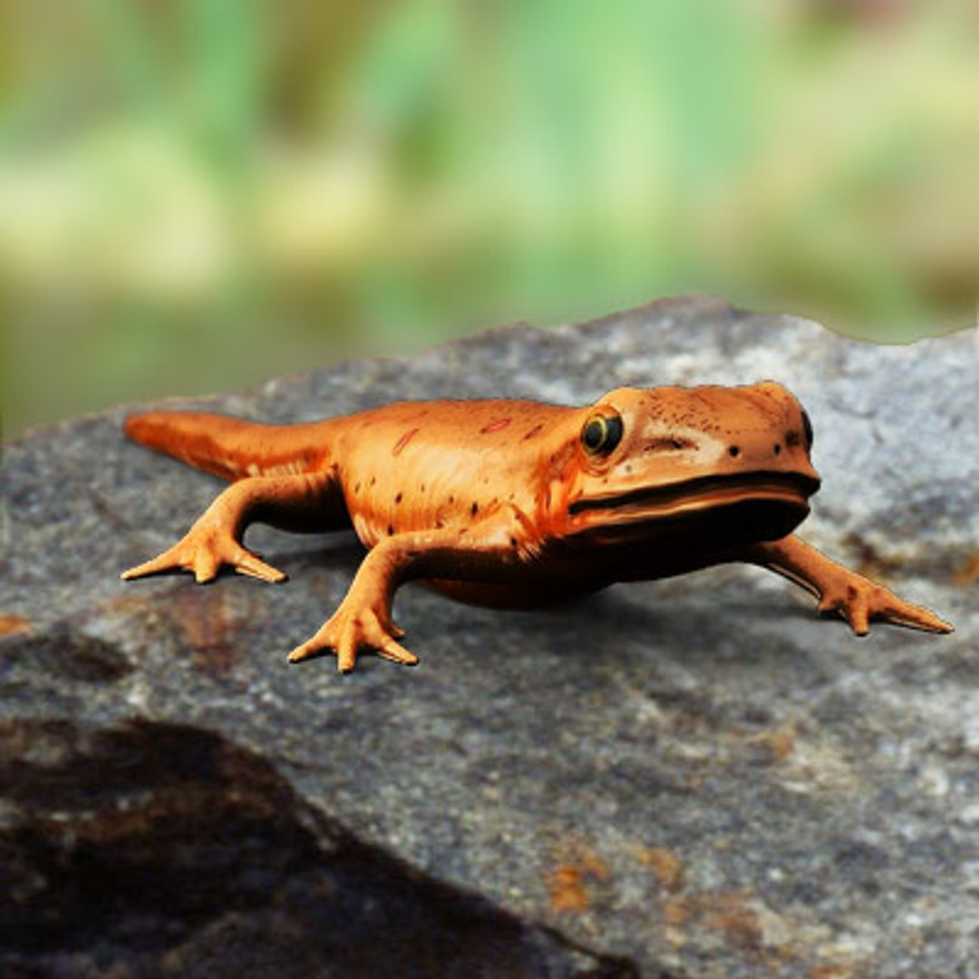 Red-spotted Newt Lizards 3d Model