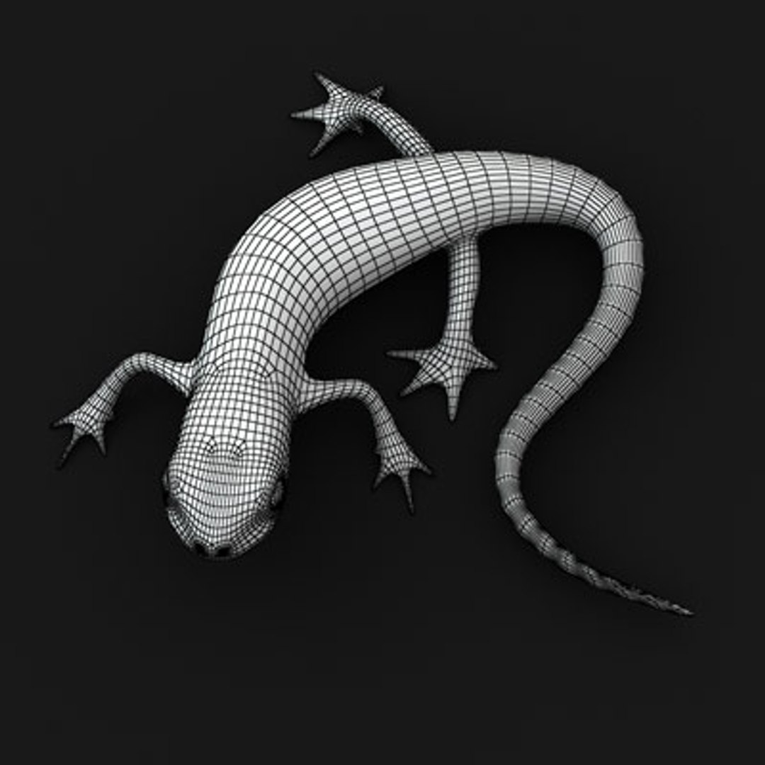 Red-spotted Newt Lizards 3d Model