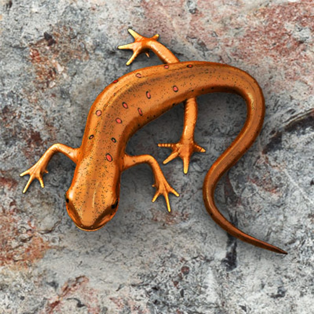 Red-spotted Newt Lizards 3d Model