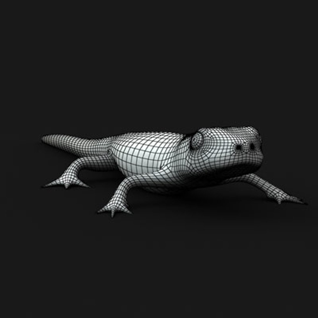Red-spotted Newt Lizards 3d Model