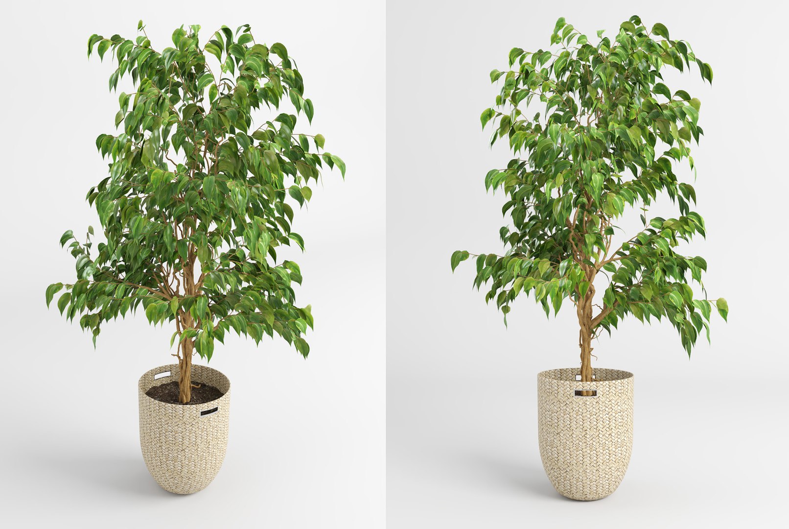 Benjamin Fig Trees Plants 3D Model - TurboSquid 1195045