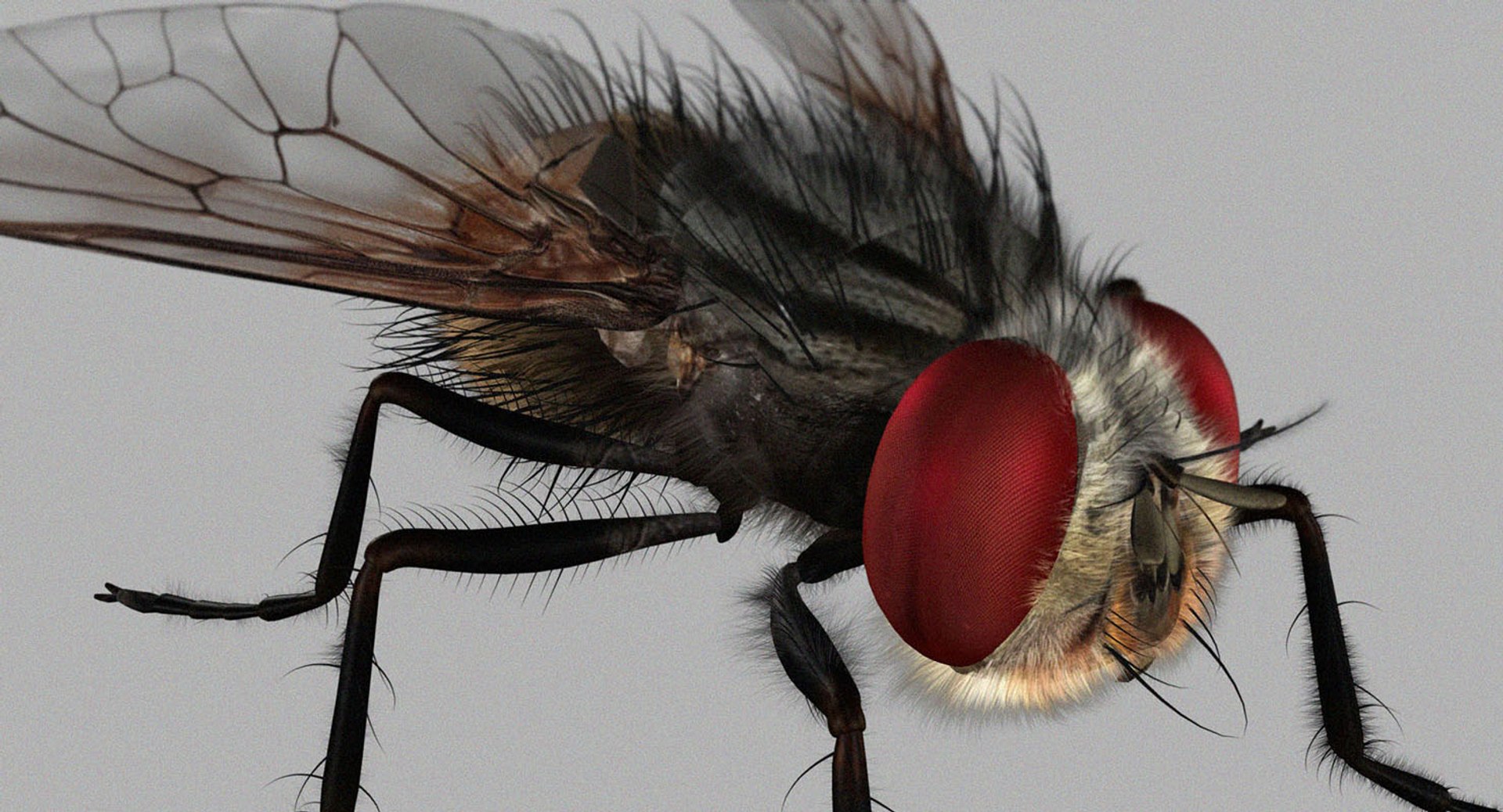 3D housefly - TurboSquid 1444796