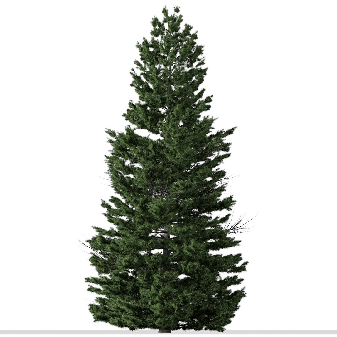 Abies Cilicica Or Cilician Fir Tree 3D Model - TurboSquid 1987414