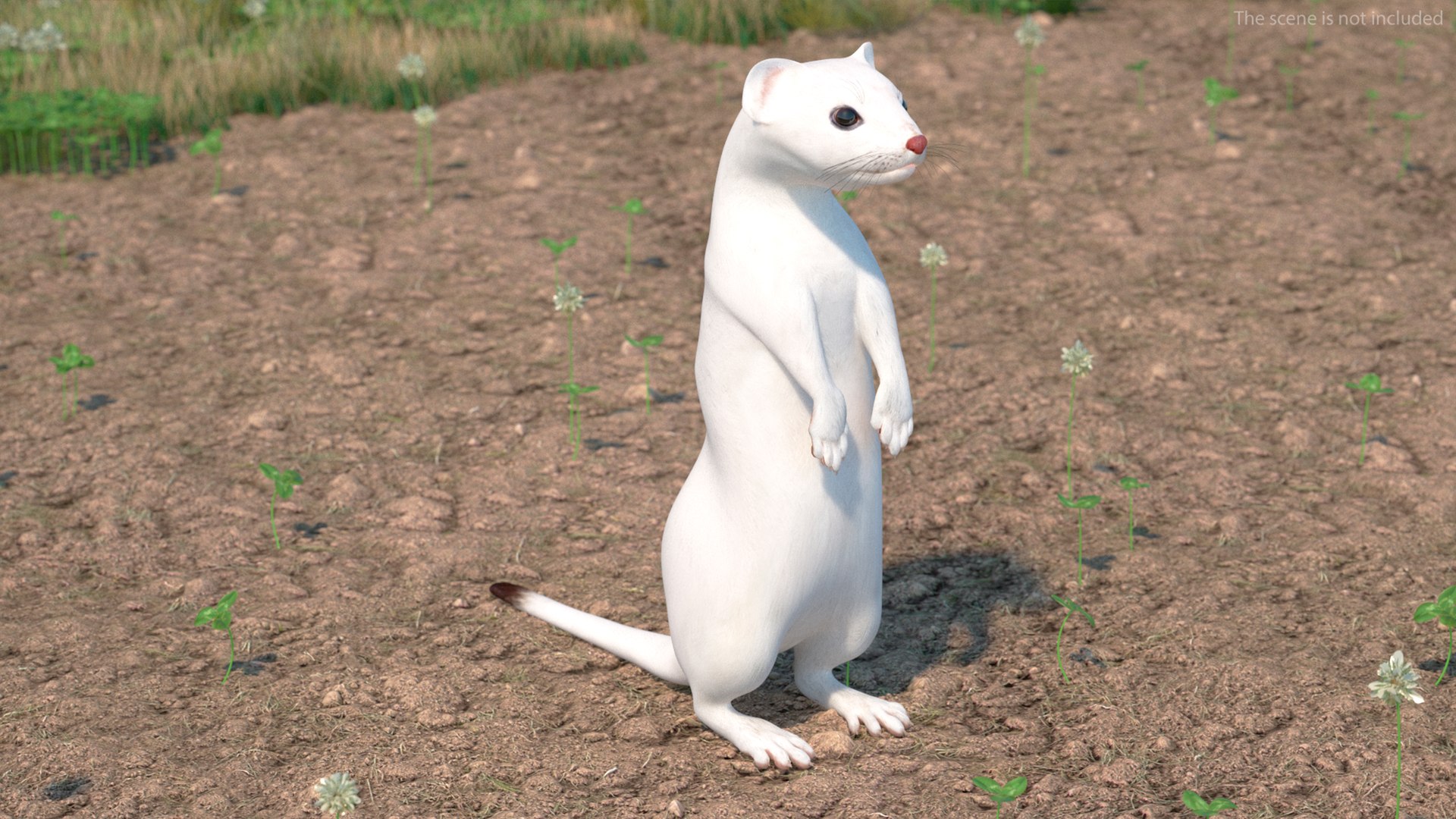 3D Standing White Ermine Model - TurboSquid 2211447
