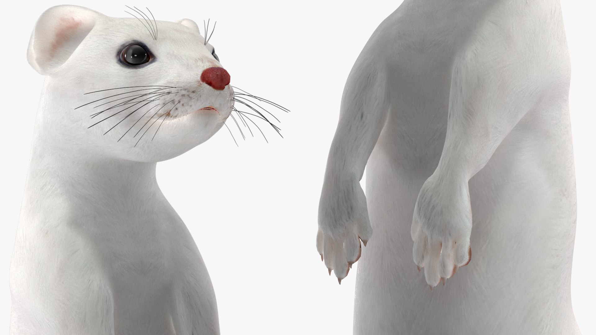 3D Standing White Ermine Model - TurboSquid 2211447