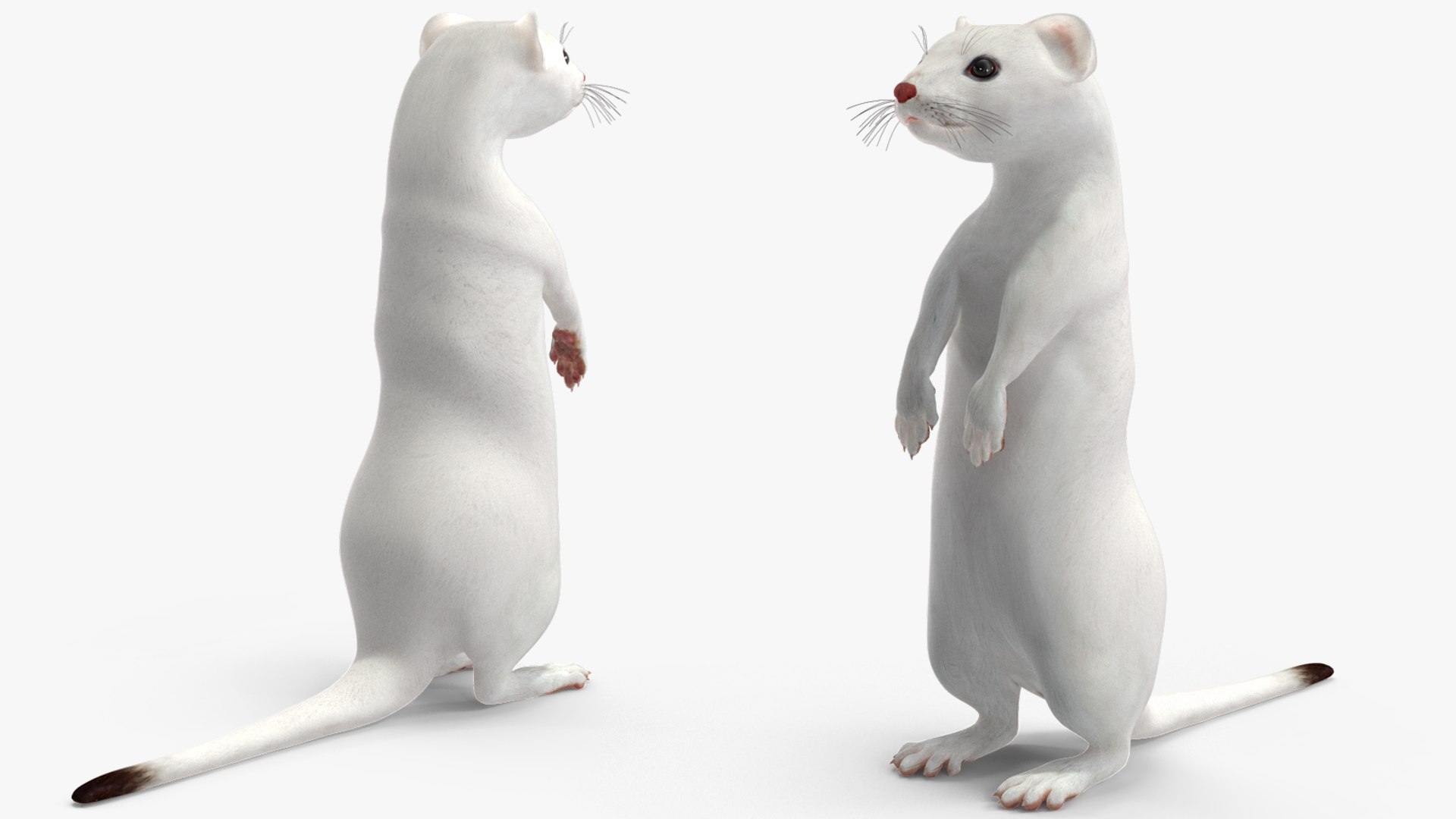 3D Standing White Ermine Model - TurboSquid 2211447