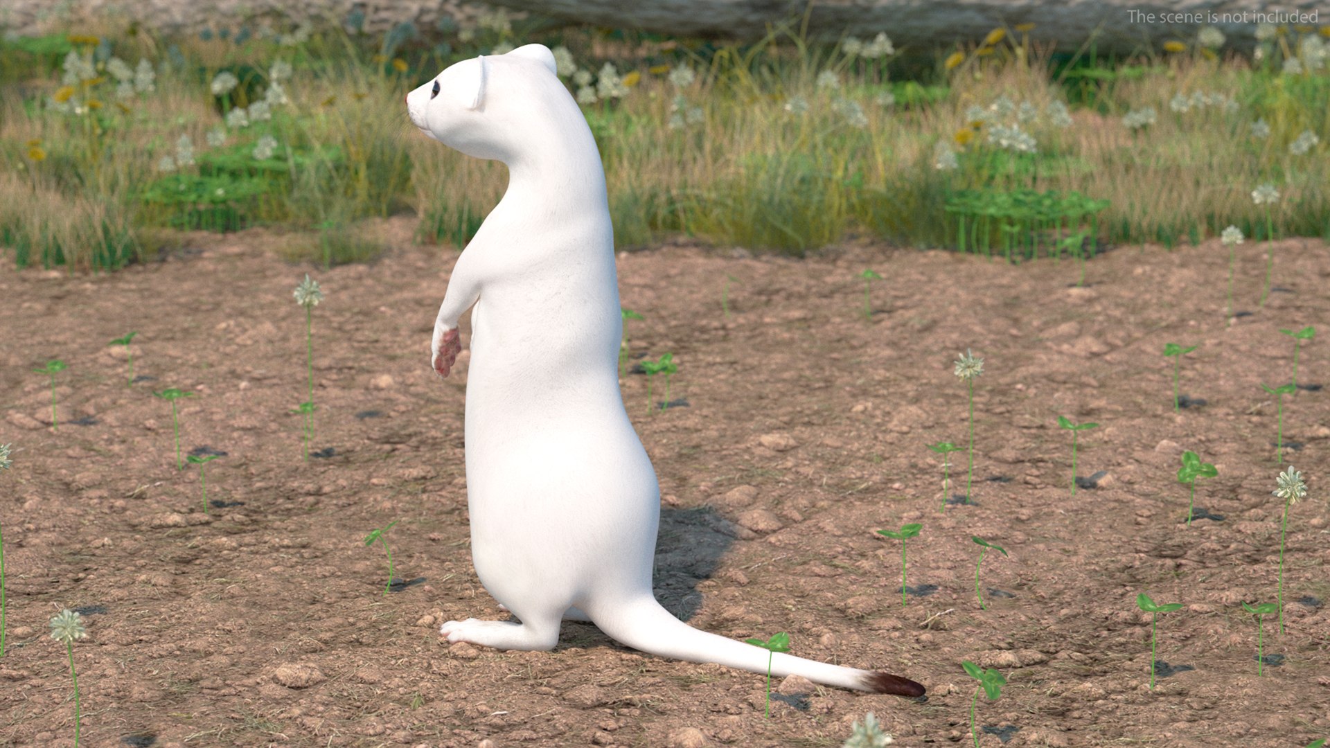 3D Standing White Ermine Model - TurboSquid 2211447