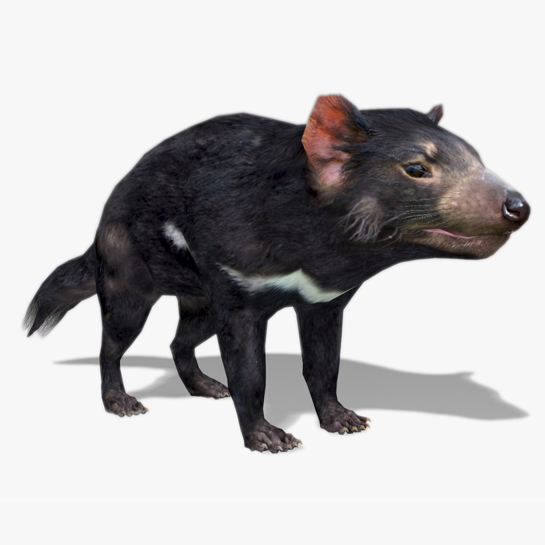 Tasmanian Devil 3D - TurboSquid 1929718