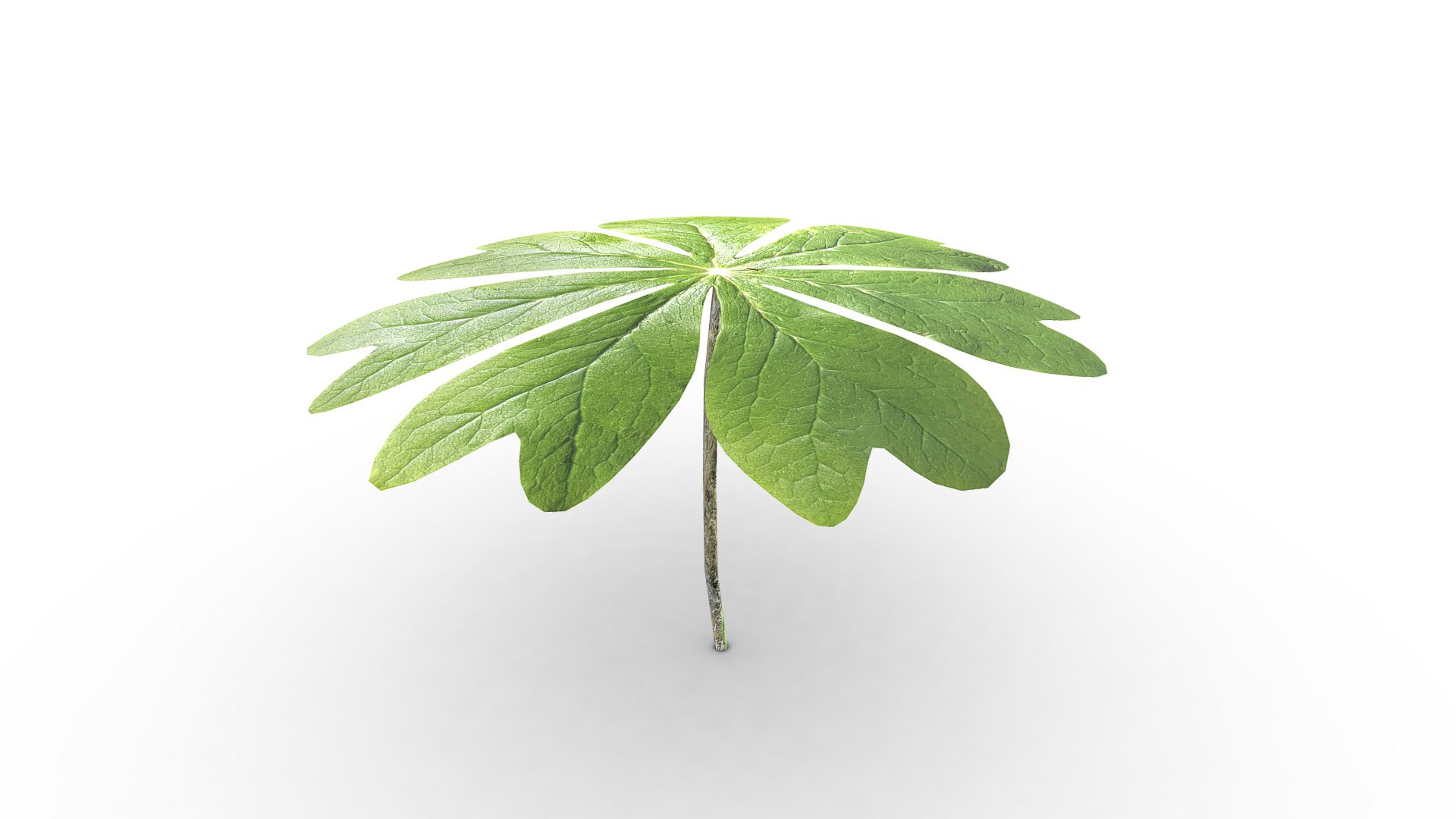 3D Small Plant Model - TurboSquid 1732550