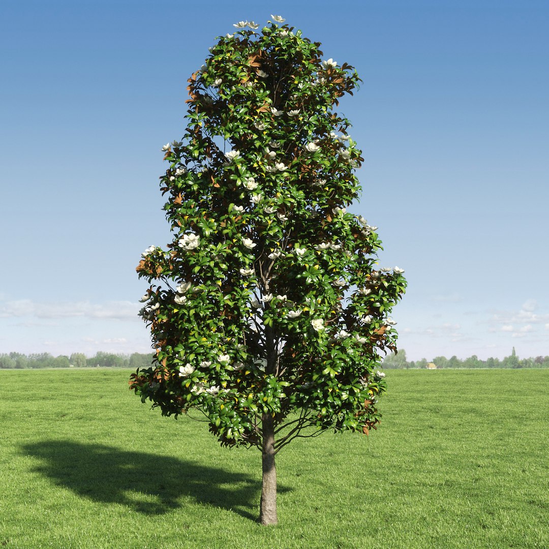 3d Magnolia Tree Leafs Model