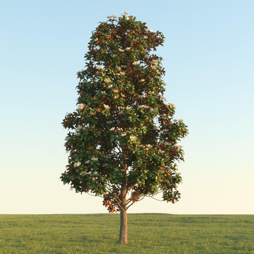 3d Magnolia Tree Leafs Model