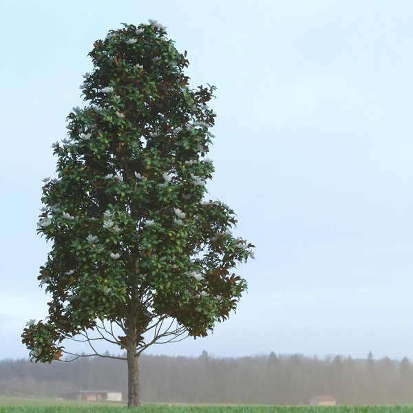 3d magnolia tree leafs model