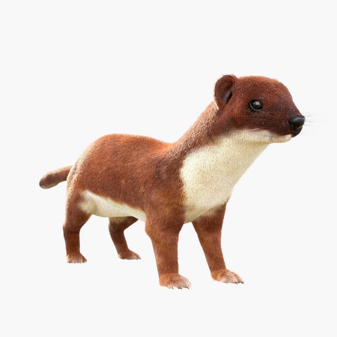 3D Model Weasel - TurboSquid 1751532