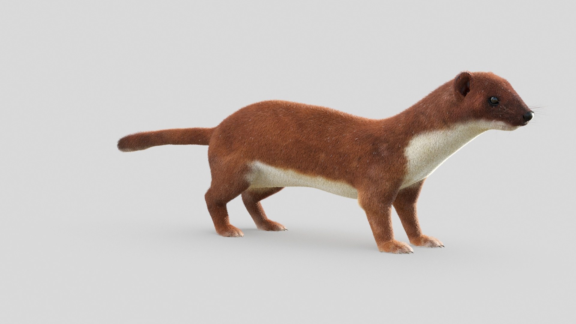 3D Model Weasel - TurboSquid 1751532