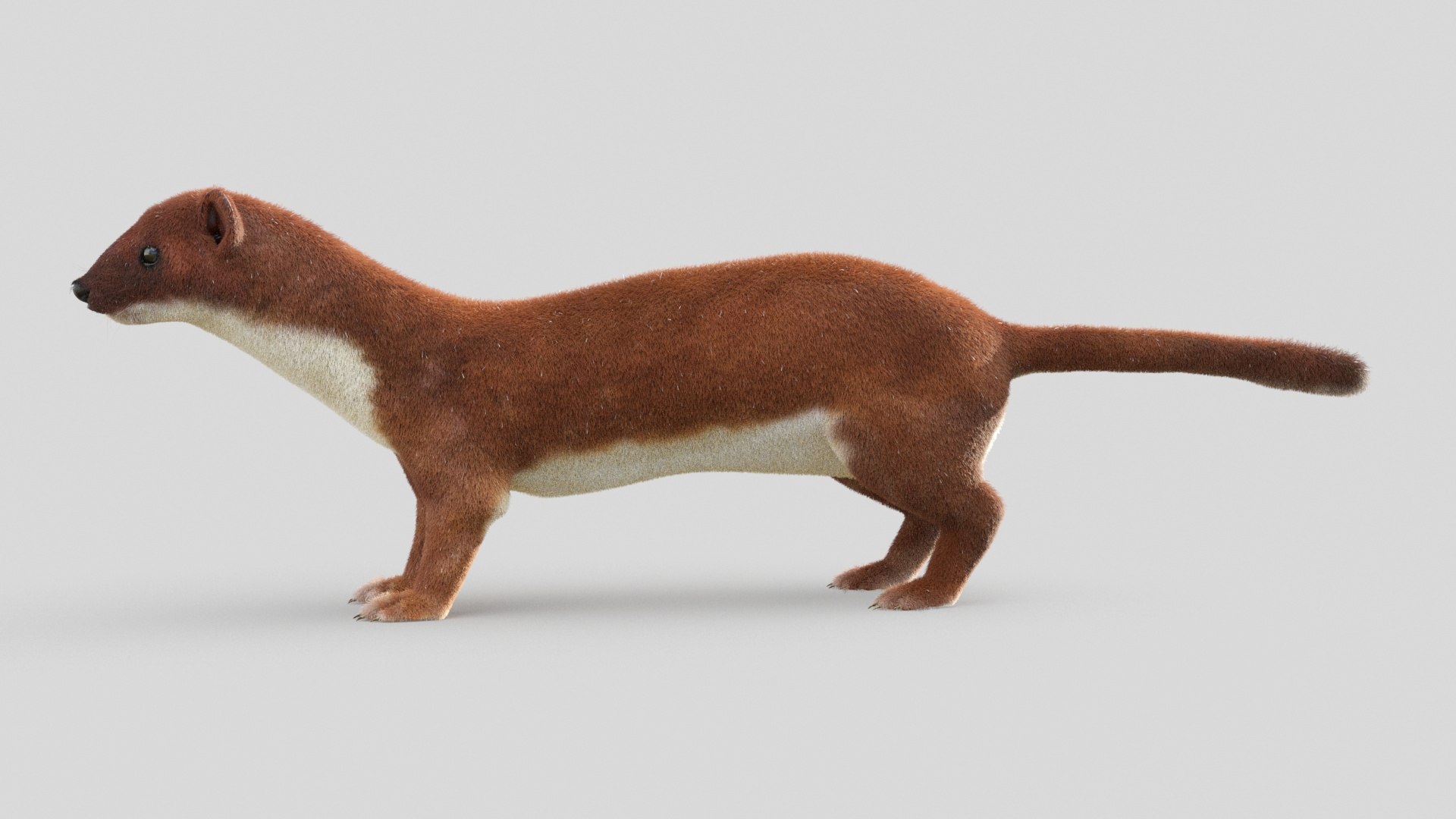 3D Model Weasel - TurboSquid 1751532