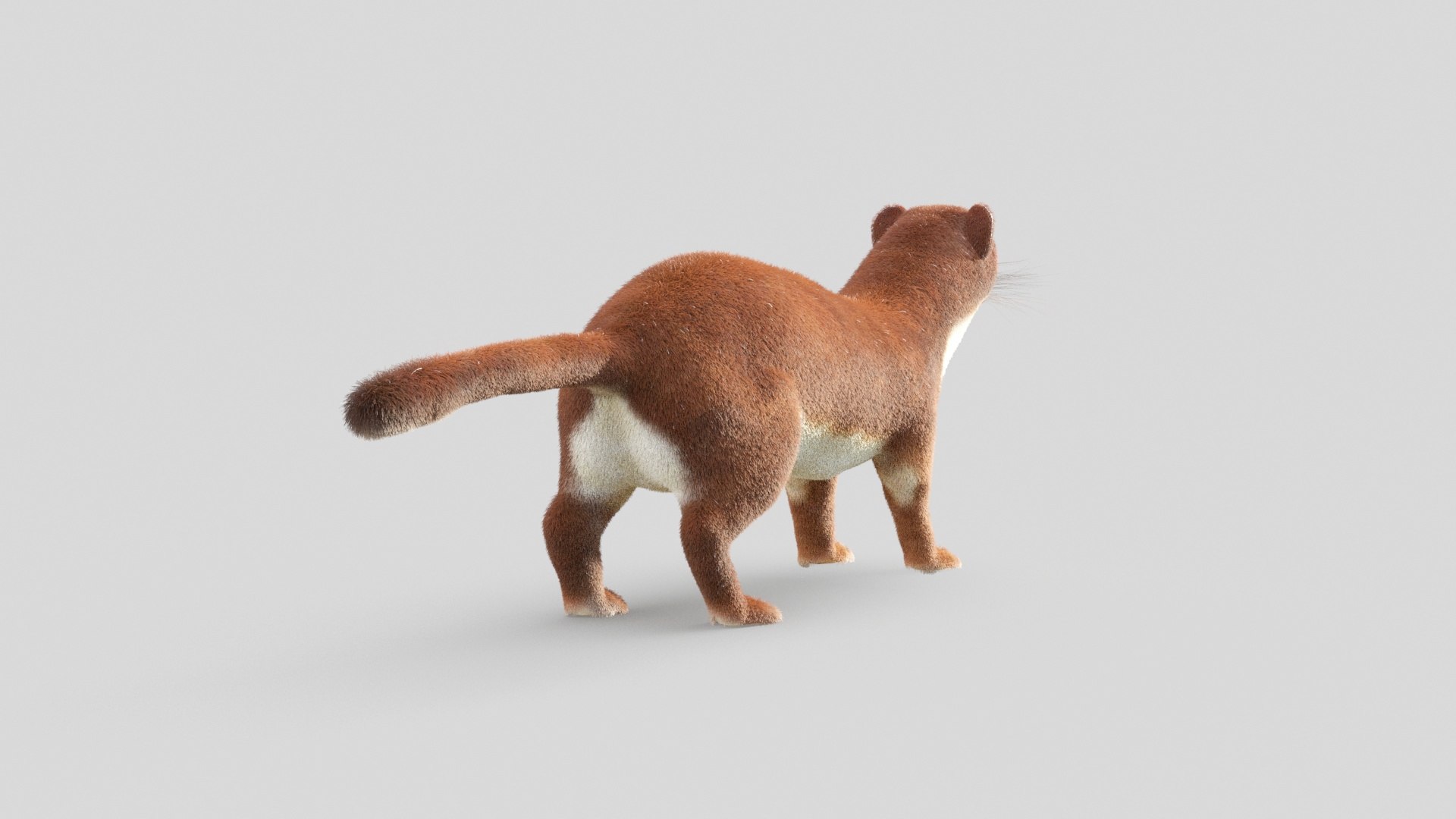 3D Model Weasel - TurboSquid 1751532