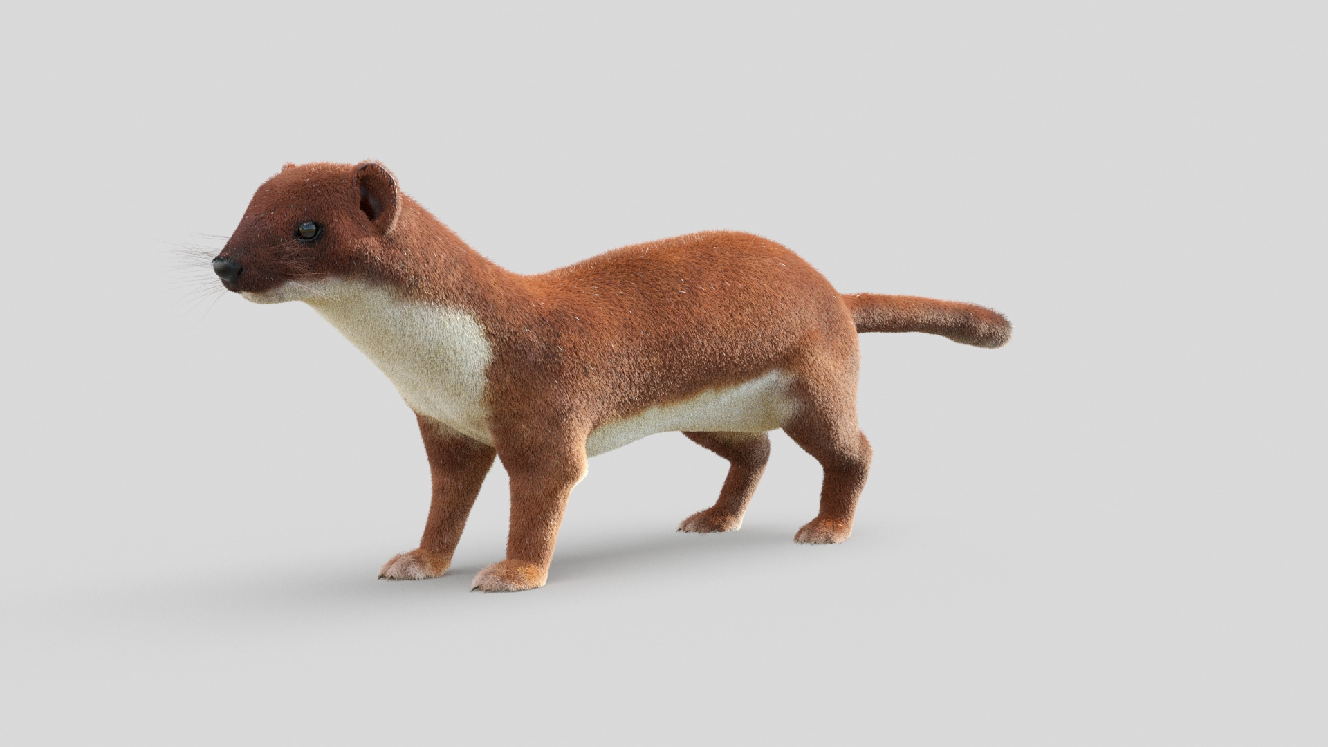 3D Model Weasel - TurboSquid 1751532