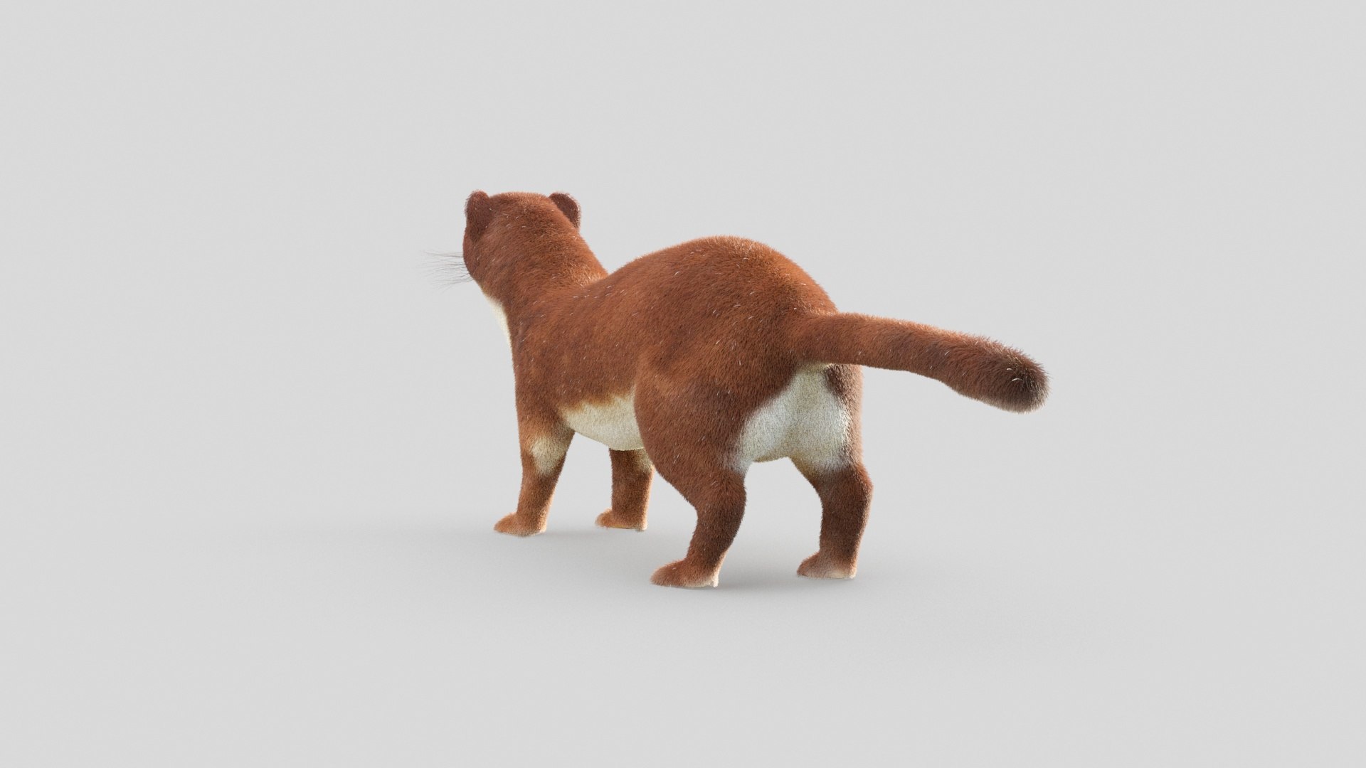 3D Model Weasel - TurboSquid 1751532