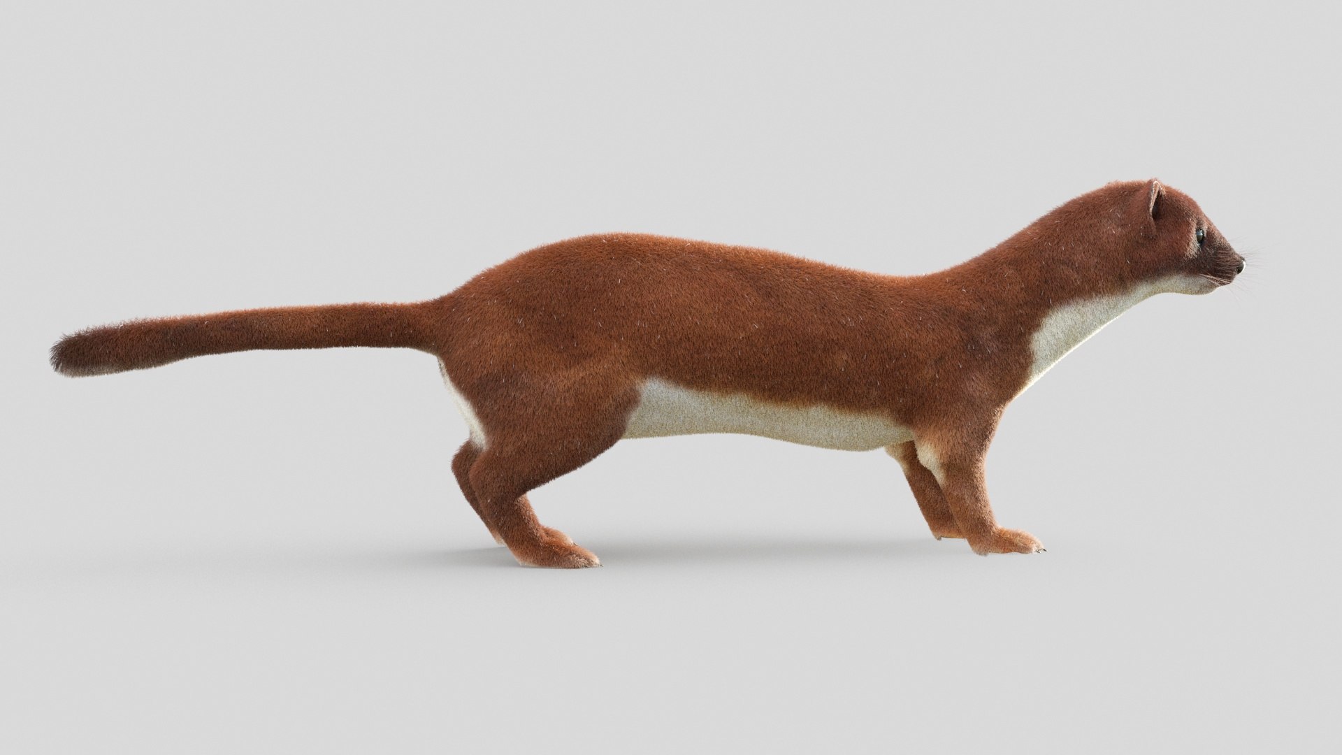3D Model Weasel - TurboSquid 1751532