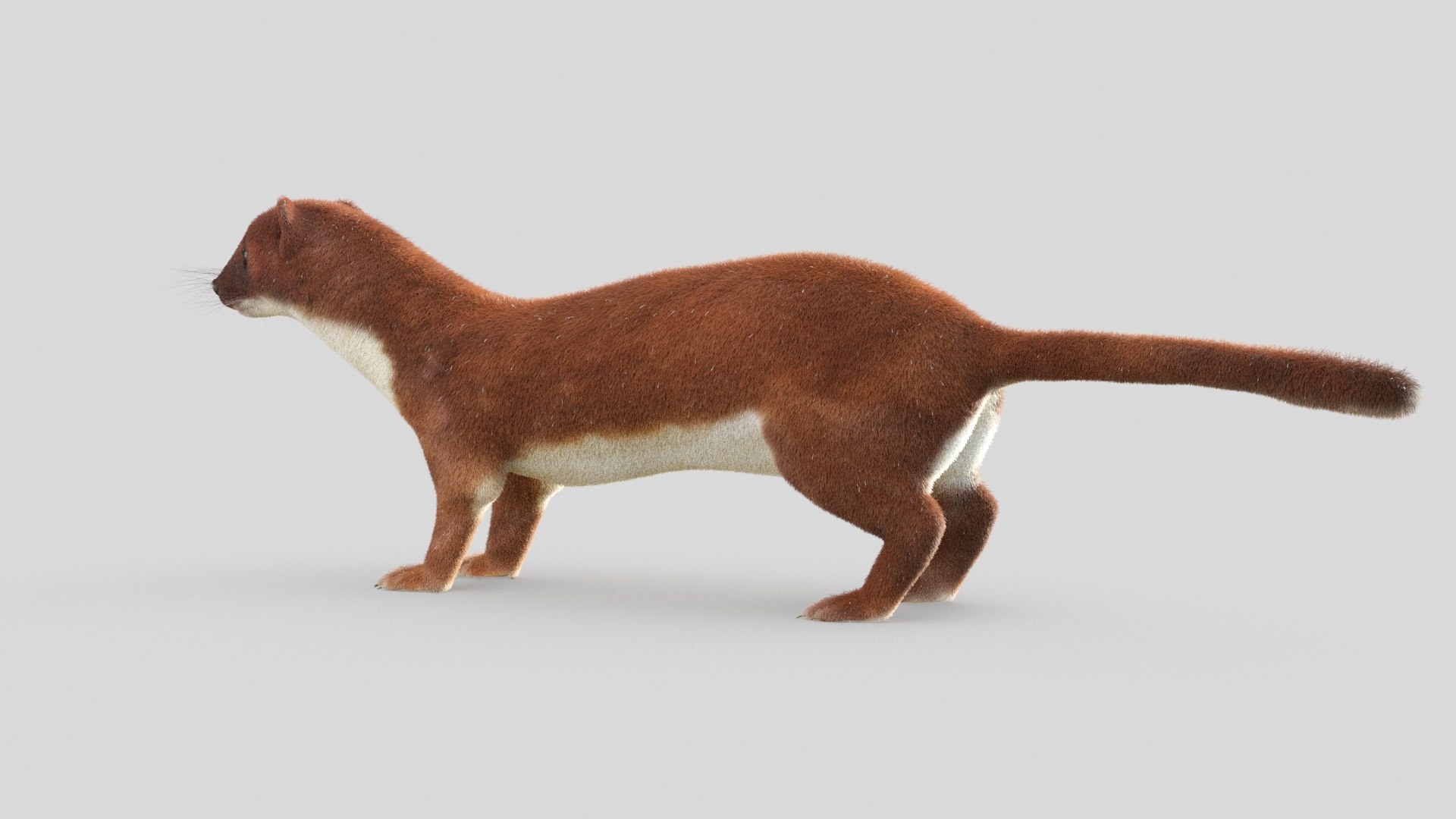 3D Model Weasel - TurboSquid 1751532