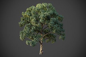 3D Model Oak 1 - TurboSquid 1476703