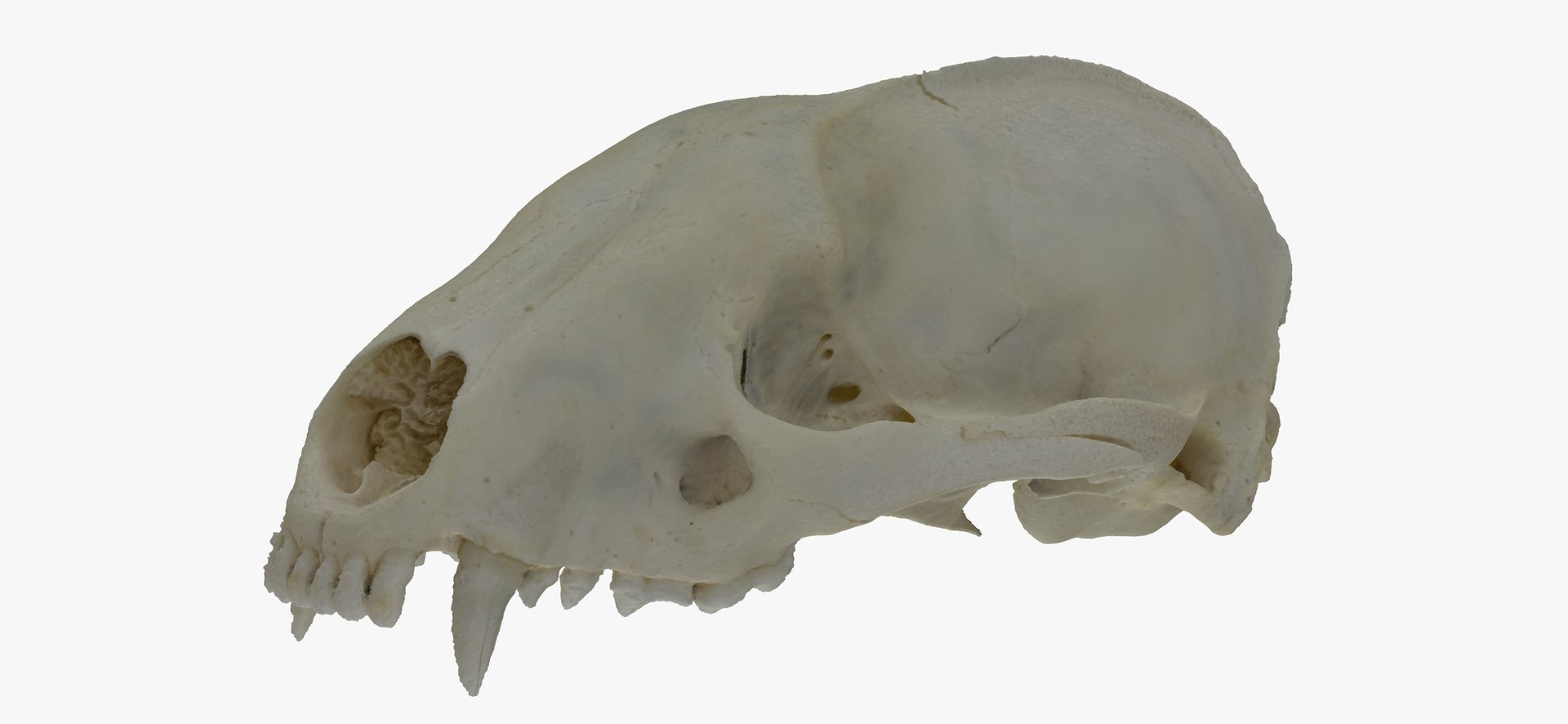3D European Badger (Meles Meles) Skull 01 RAW Scan - TurboSquid 2143356