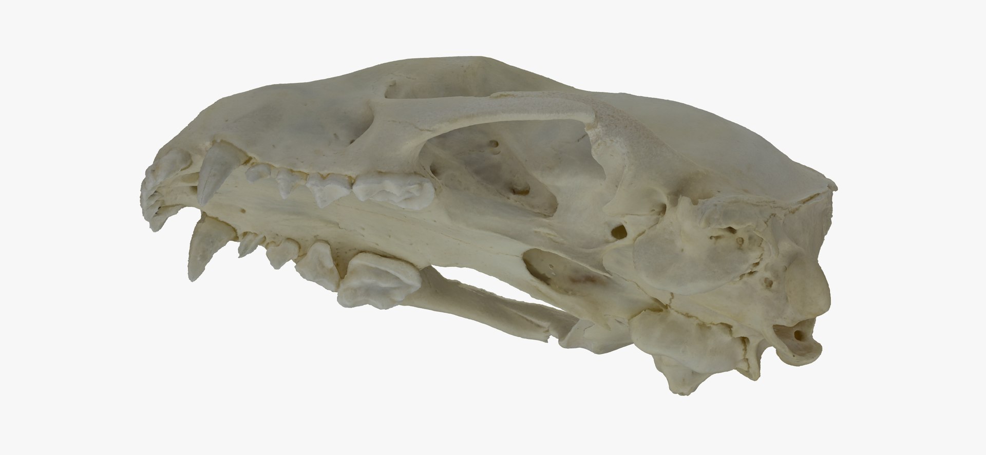 3D European Badger (Meles Meles) Skull 01 RAW Scan - TurboSquid 2143356