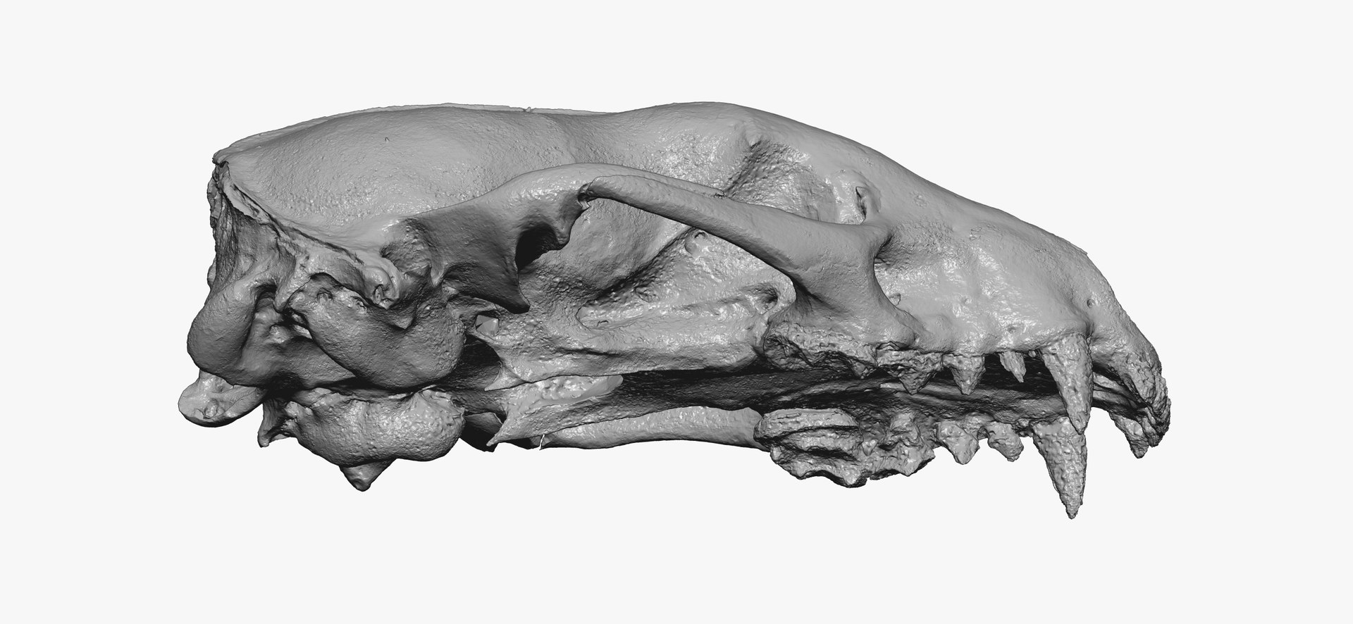 3D European Badger (Meles Meles) Skull 01 RAW Scan - TurboSquid 2143356