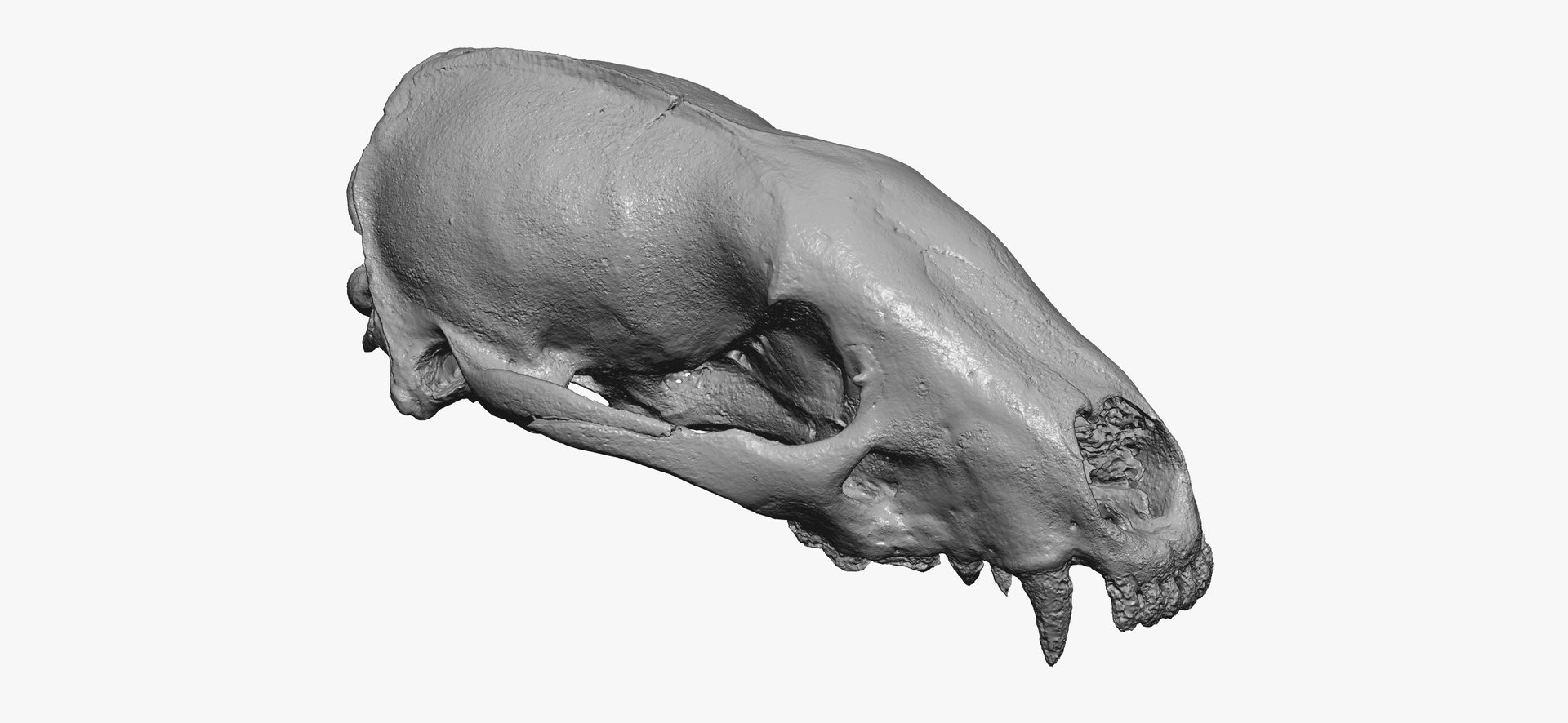 3D European Badger (Meles Meles) Skull 01 RAW Scan - TurboSquid 2143356