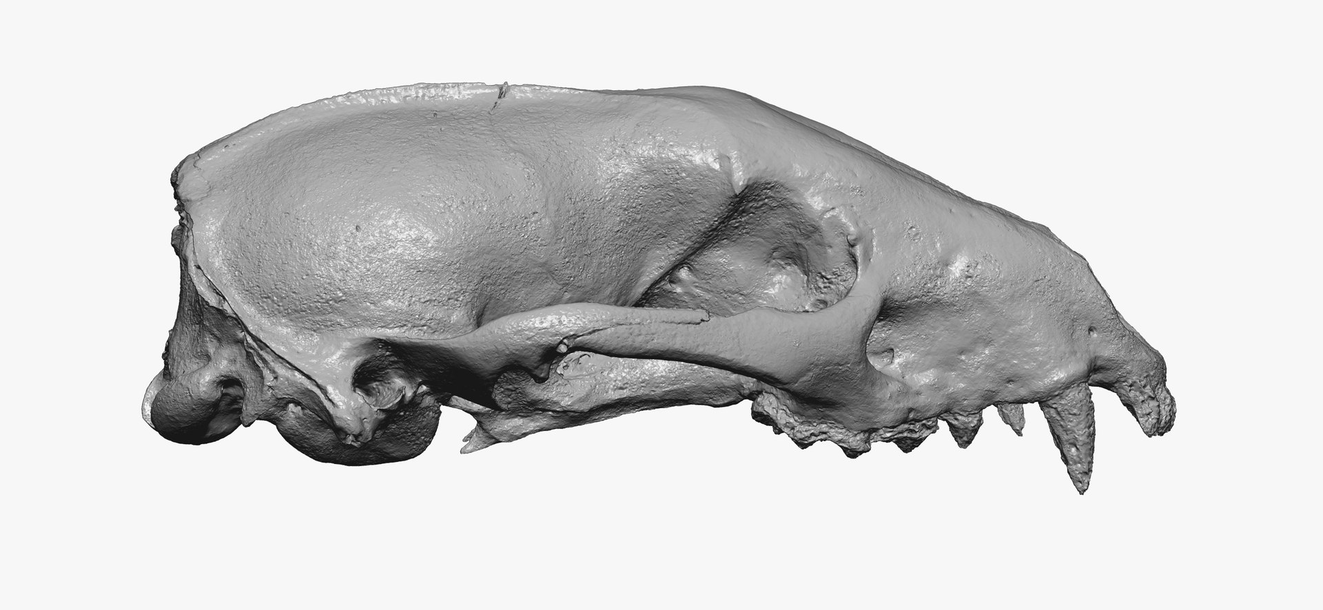 3D European Badger (Meles Meles) Skull 01 RAW Scan - TurboSquid 2143356