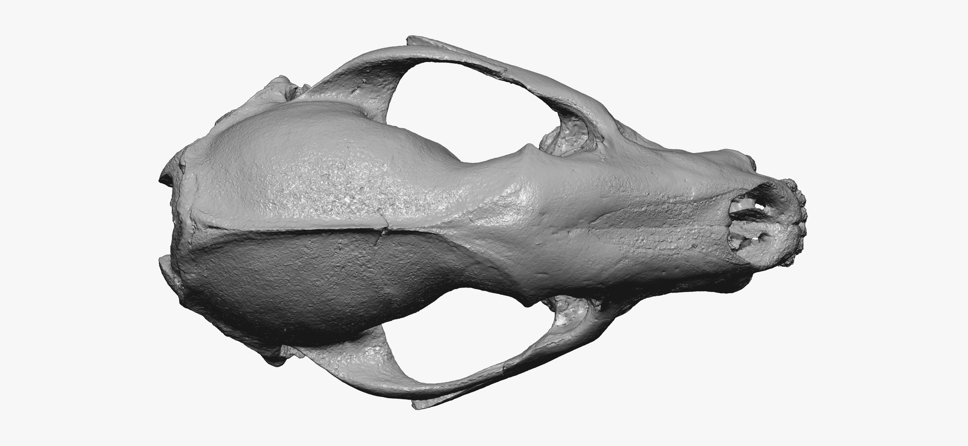 3D European Badger (Meles Meles) Skull 01 RAW Scan - TurboSquid 2143356