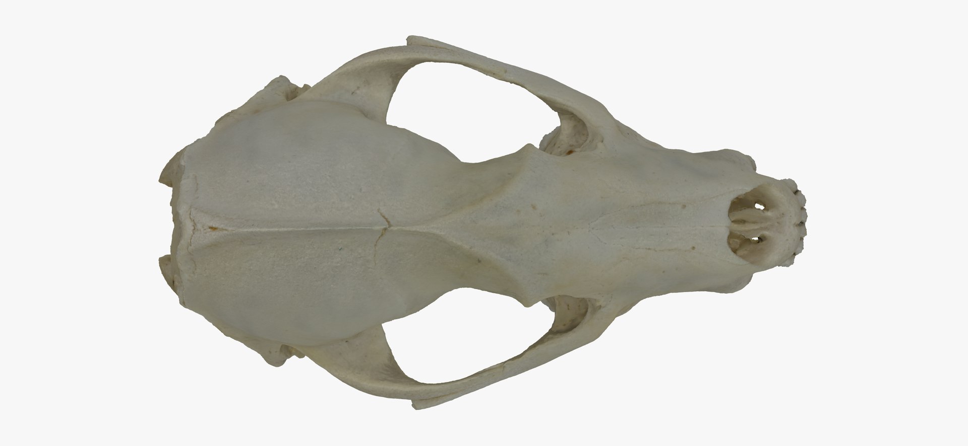 3D European Badger (Meles Meles) Skull 01 RAW Scan - TurboSquid 2143356